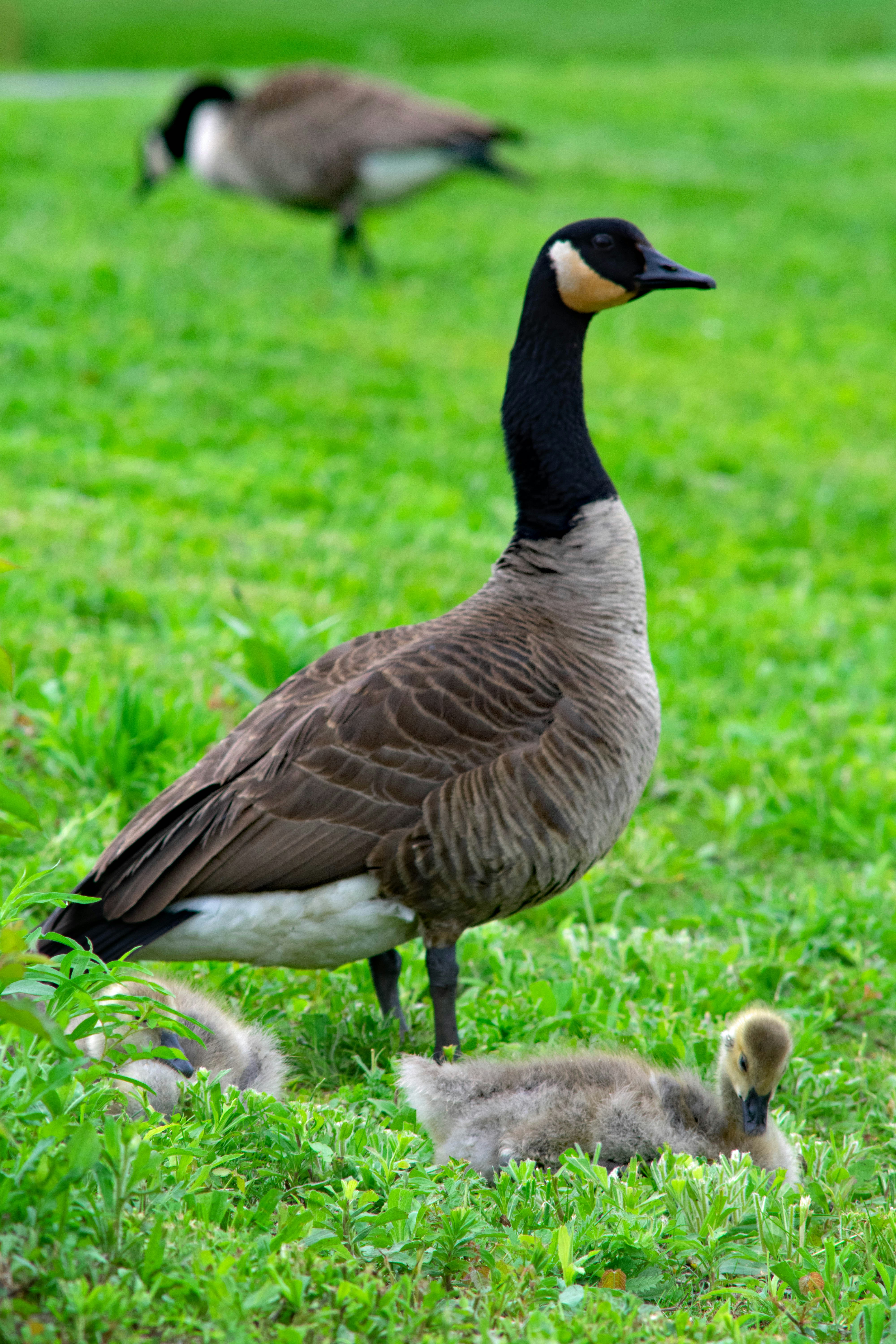 A mother goose and her two babies in a grassy field photo – Free ...