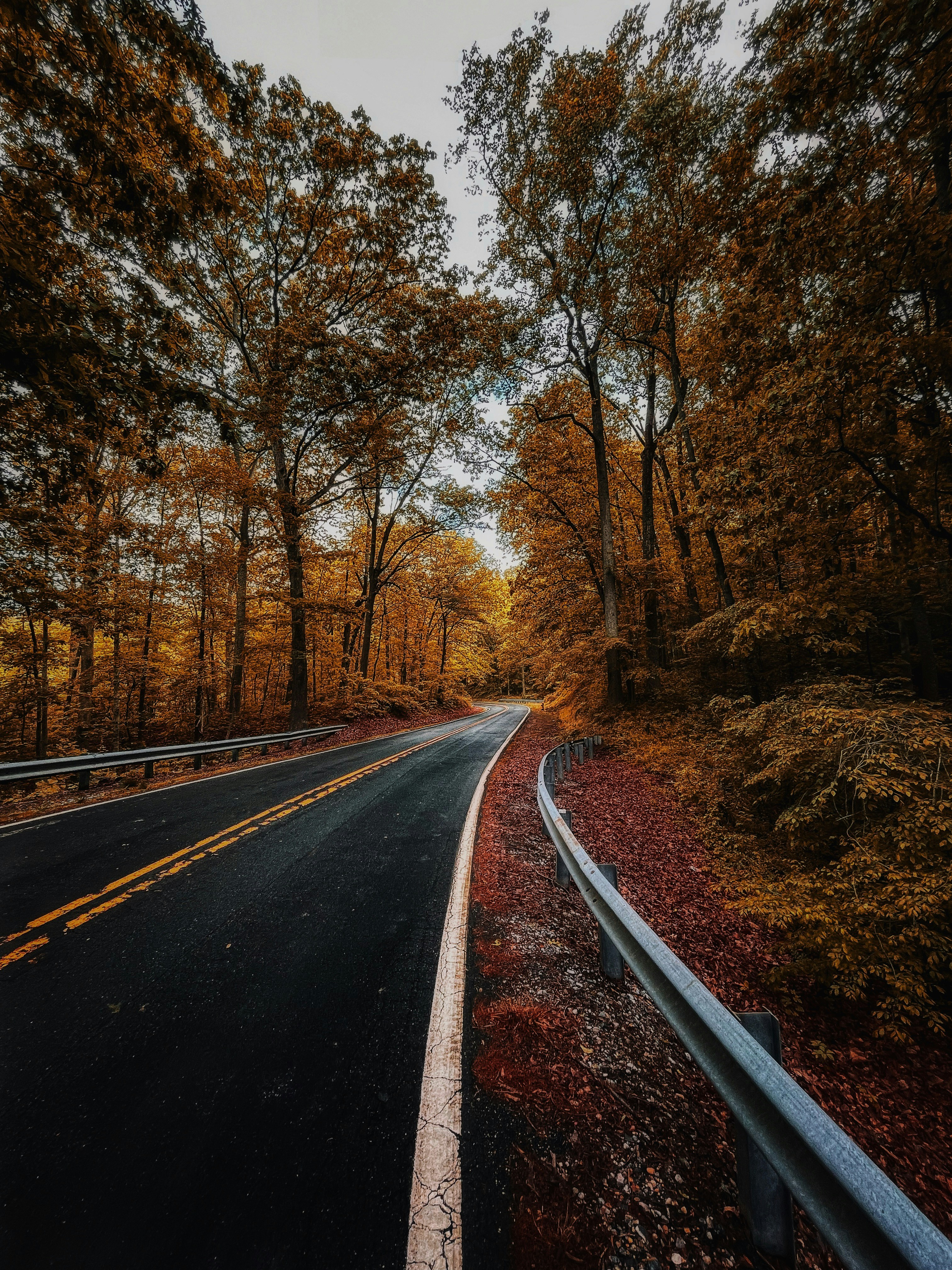 Une route vide au milieu d’une forêt photo – Photo Baltimore Gratuite ...