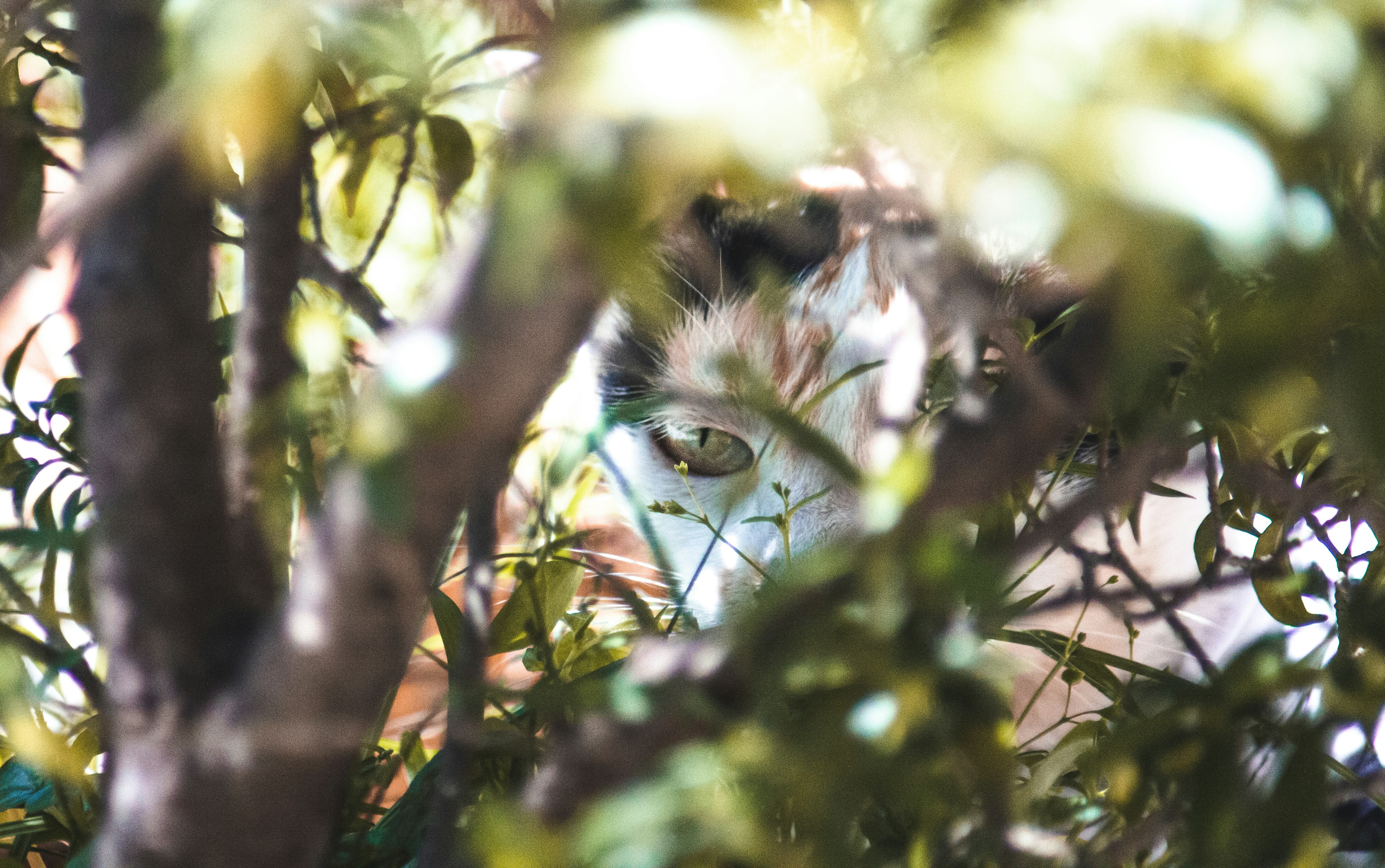 A white tiger peeking out from behind a tree photo – Free Mammal Image ...