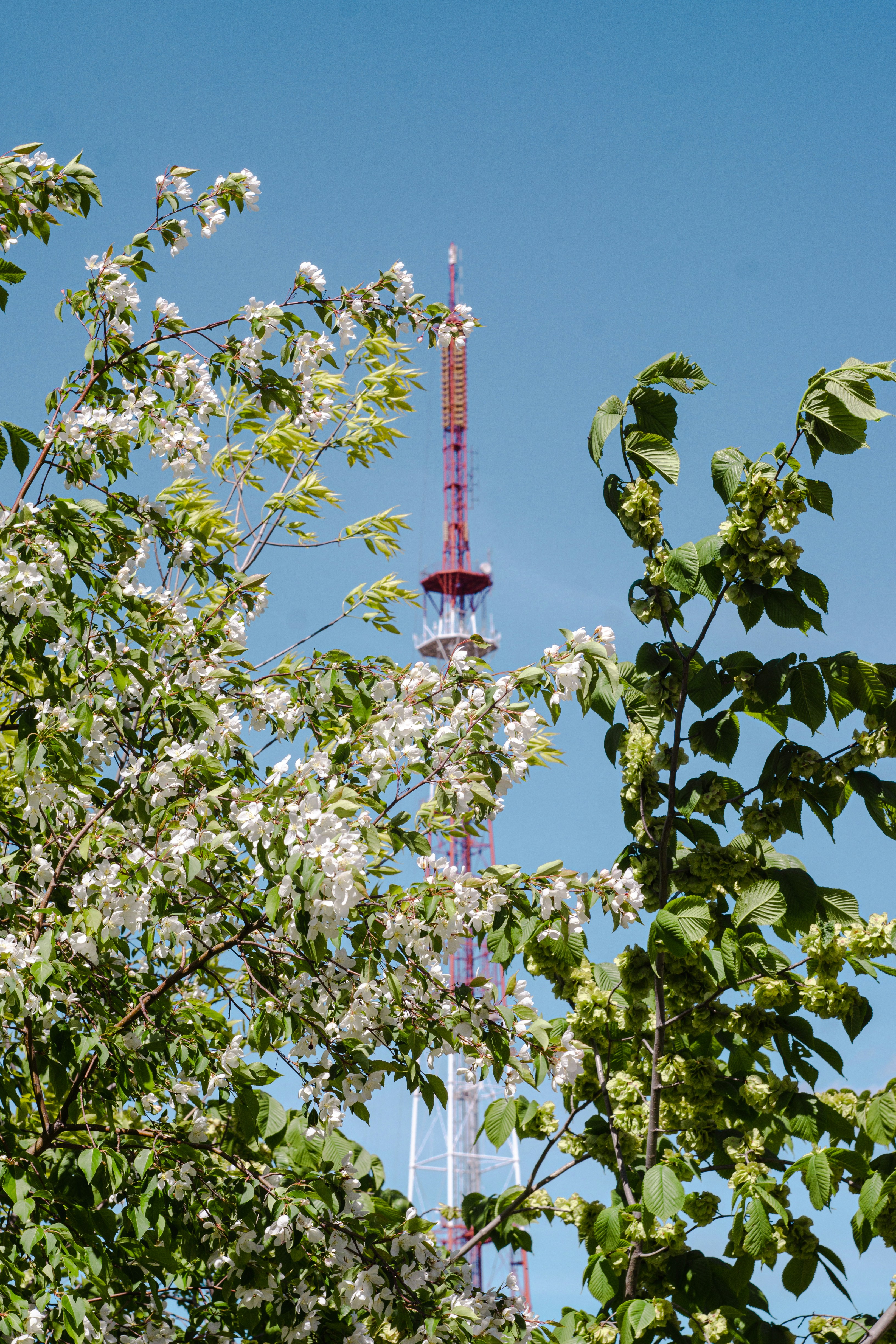 a cell phone tower is seen through the trees