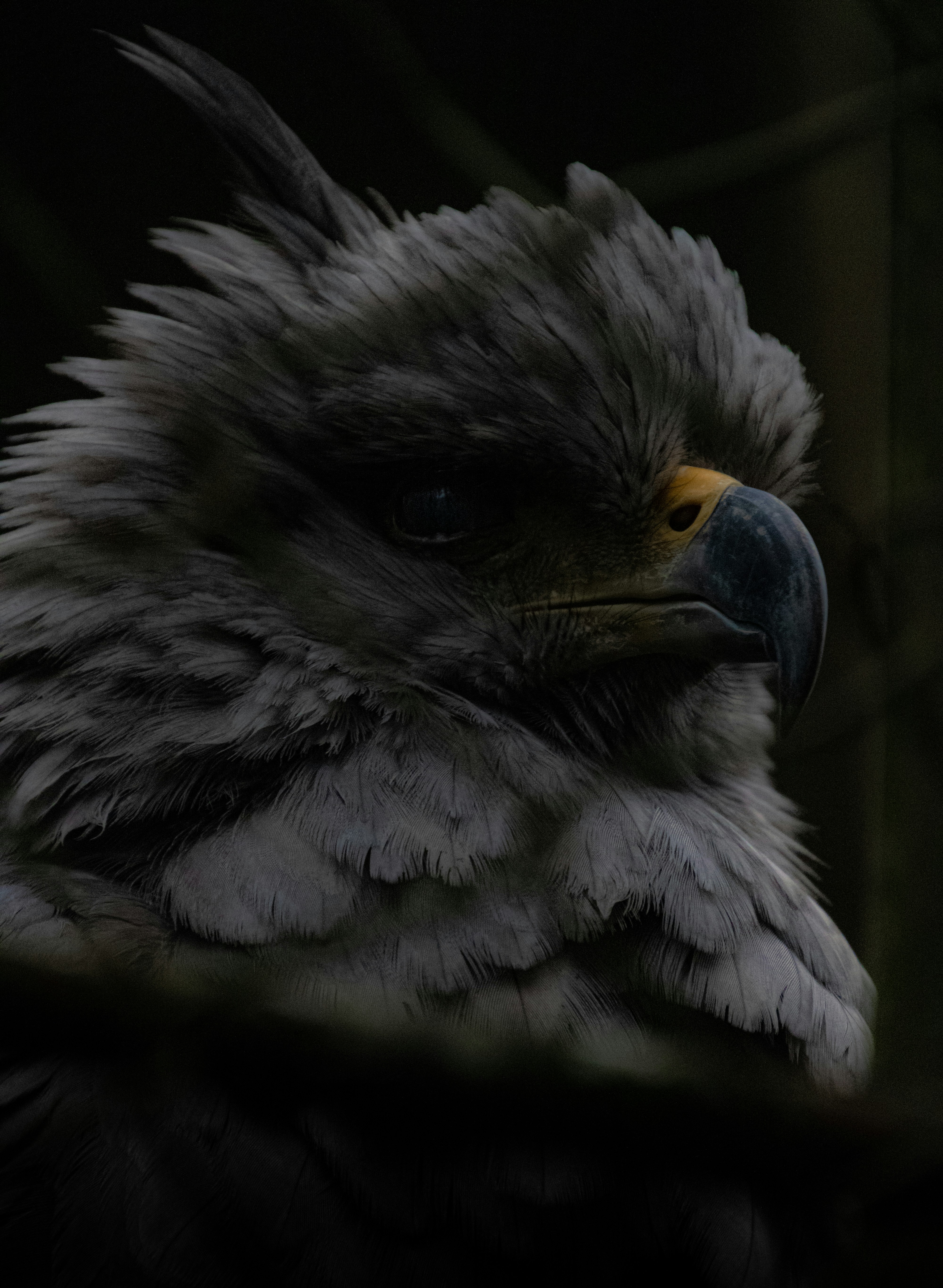 Shadowed Gaze: A Quiet Moment with the Grey Eagle