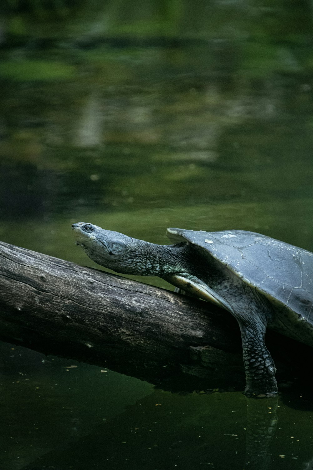 Foto zum Thema Eine Schildkröte ruht auf einem Baumstamm im Wasser ... Foto zum Thema Eine Schildkröte ruht auf einem Baumstamm im Wasser ...