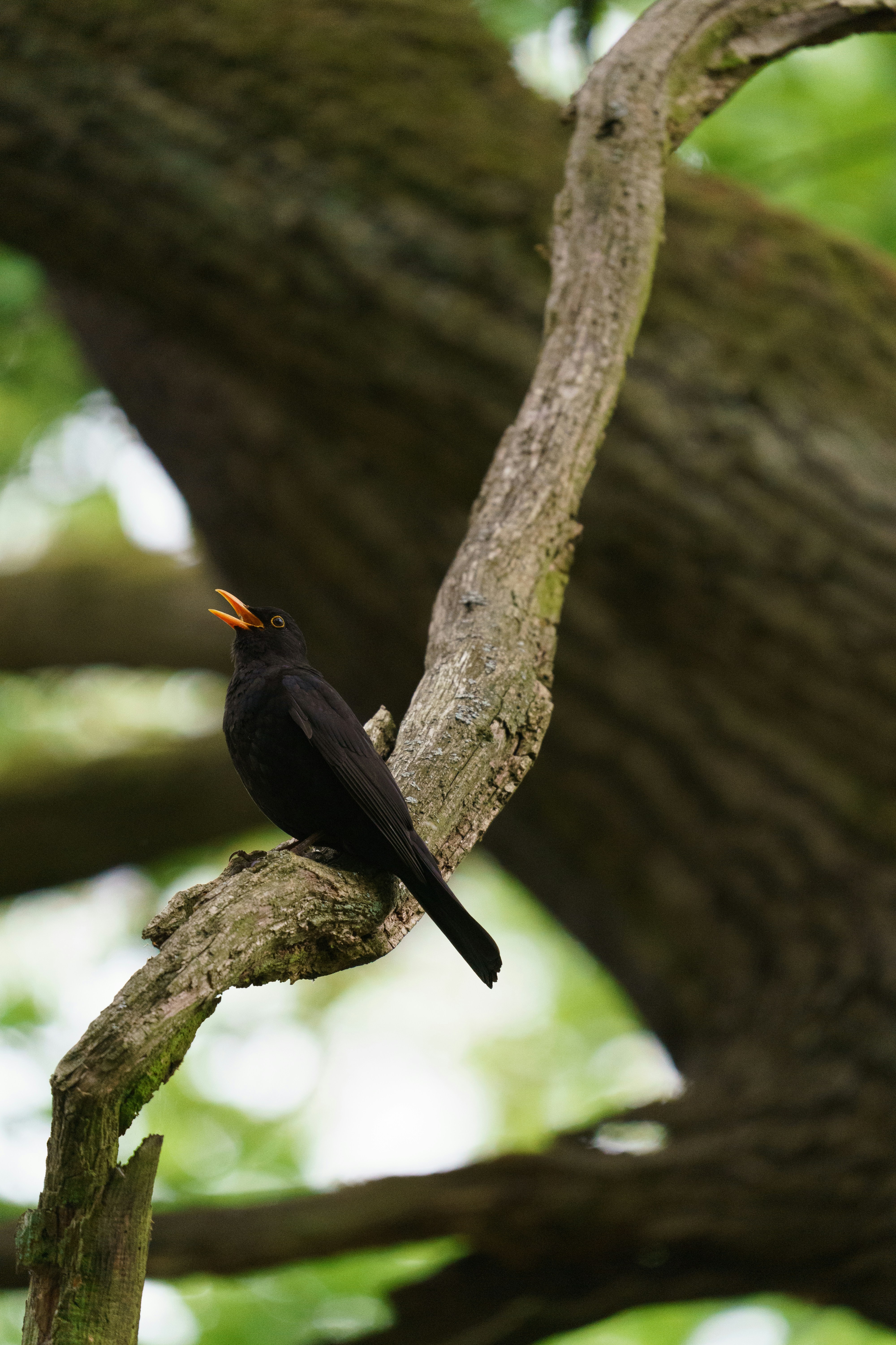 Un oiseau noir assis au sommet d’une branche d’arbre photo – Photo ...