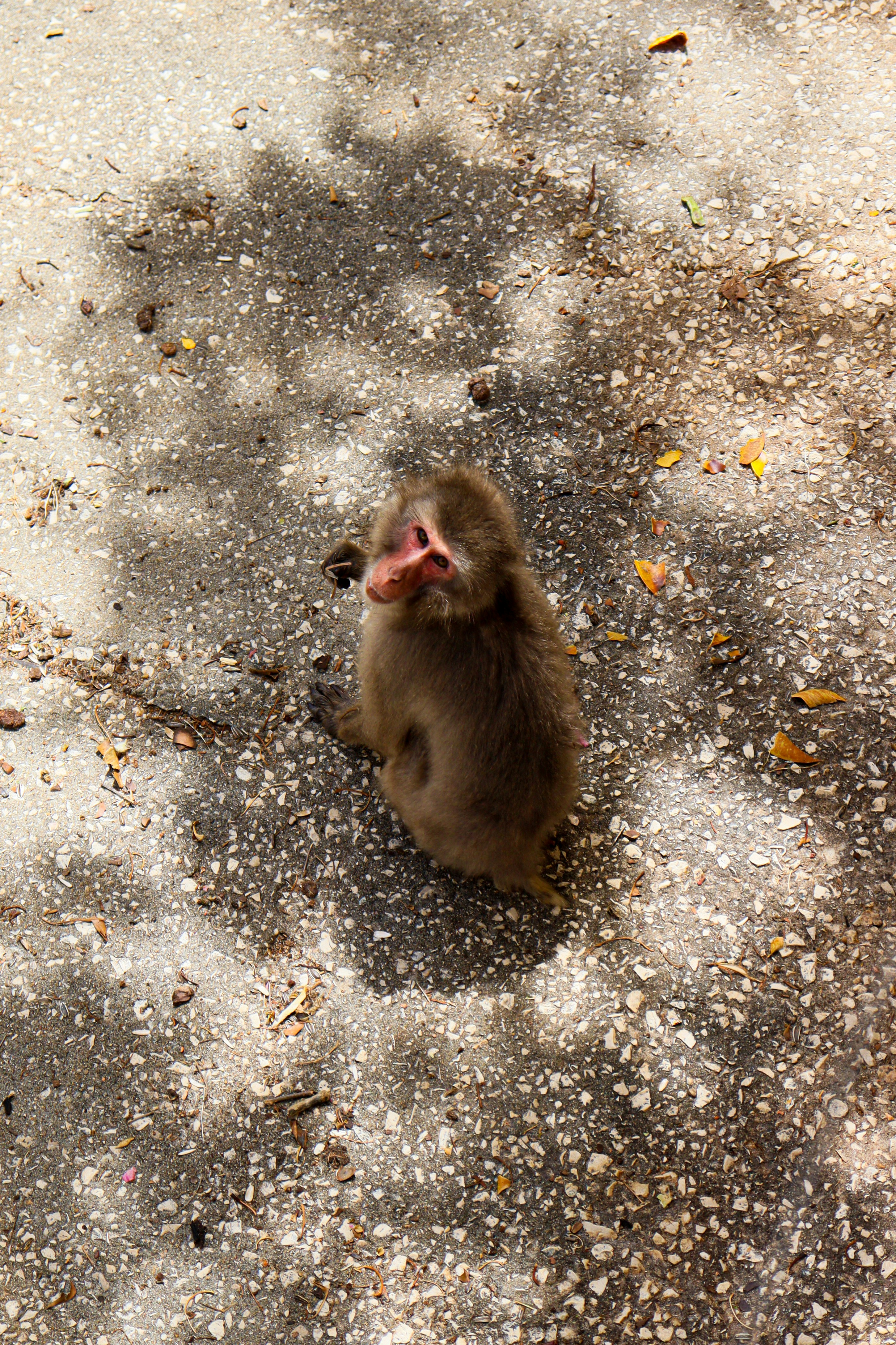 Dappled Gaze: Curious macaque on sun-speckled gravel