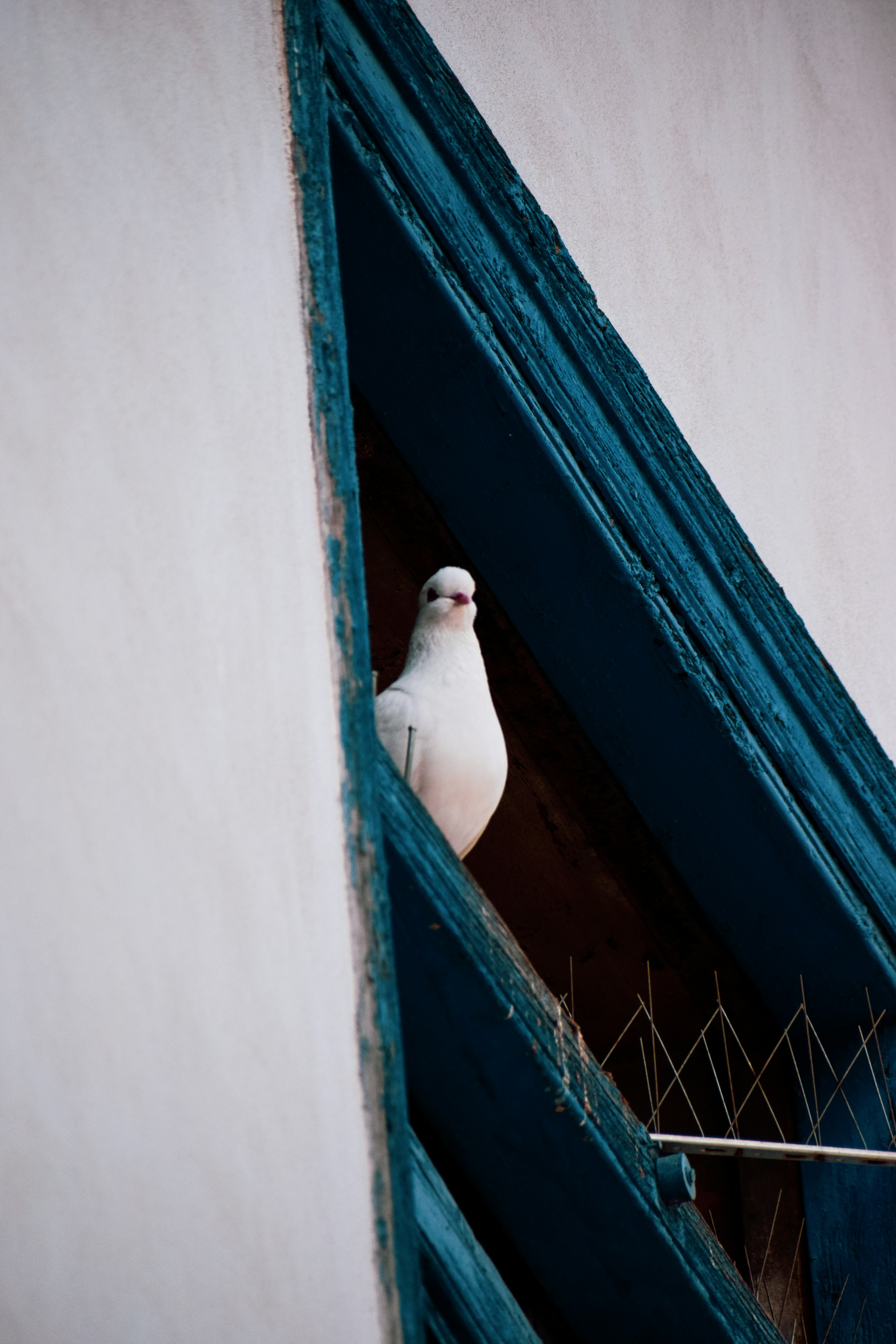 a white bird sitting on top of a window sill