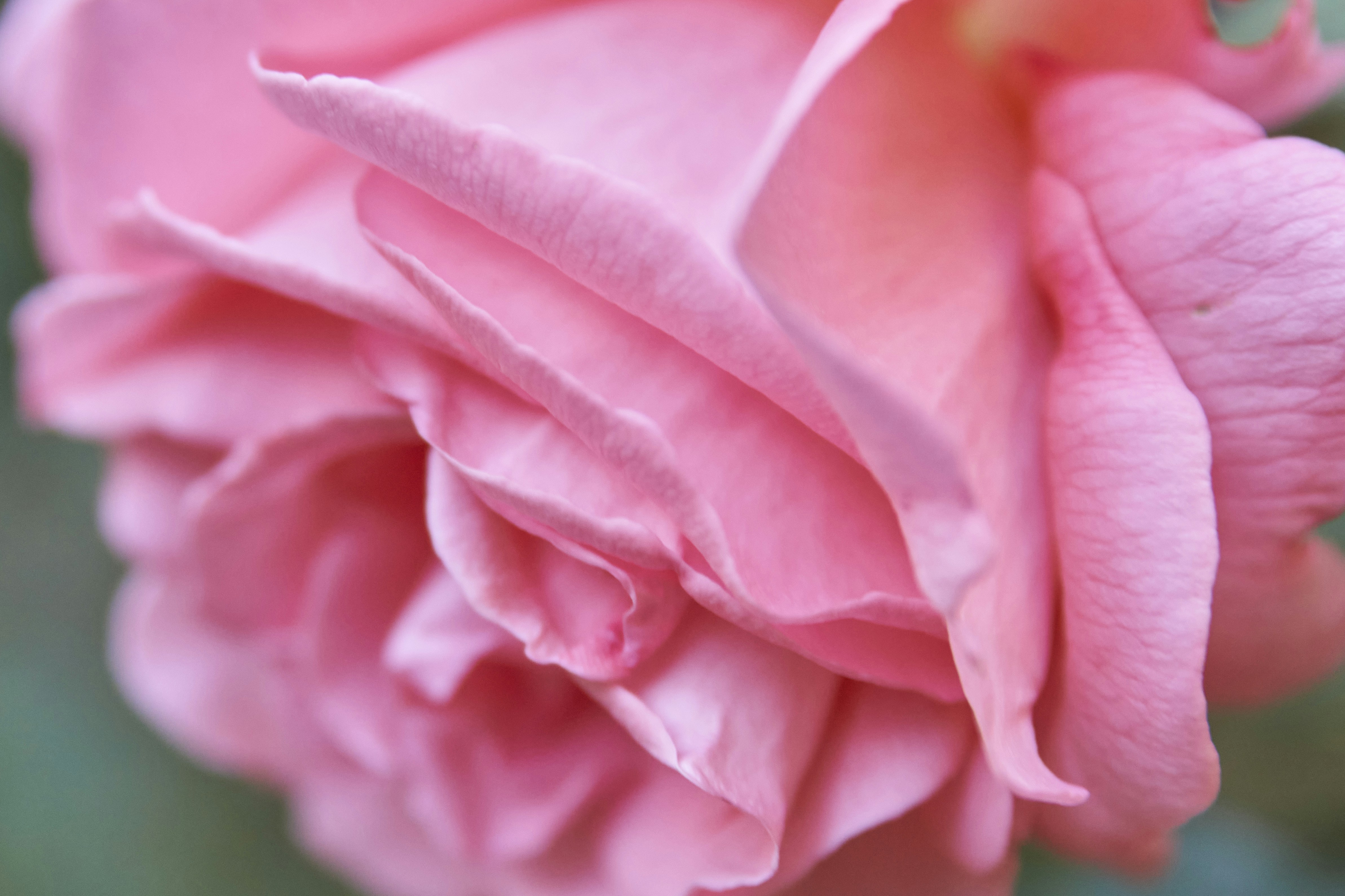 Close-up of a pink rose showcasing its intricate petals and soft textures.