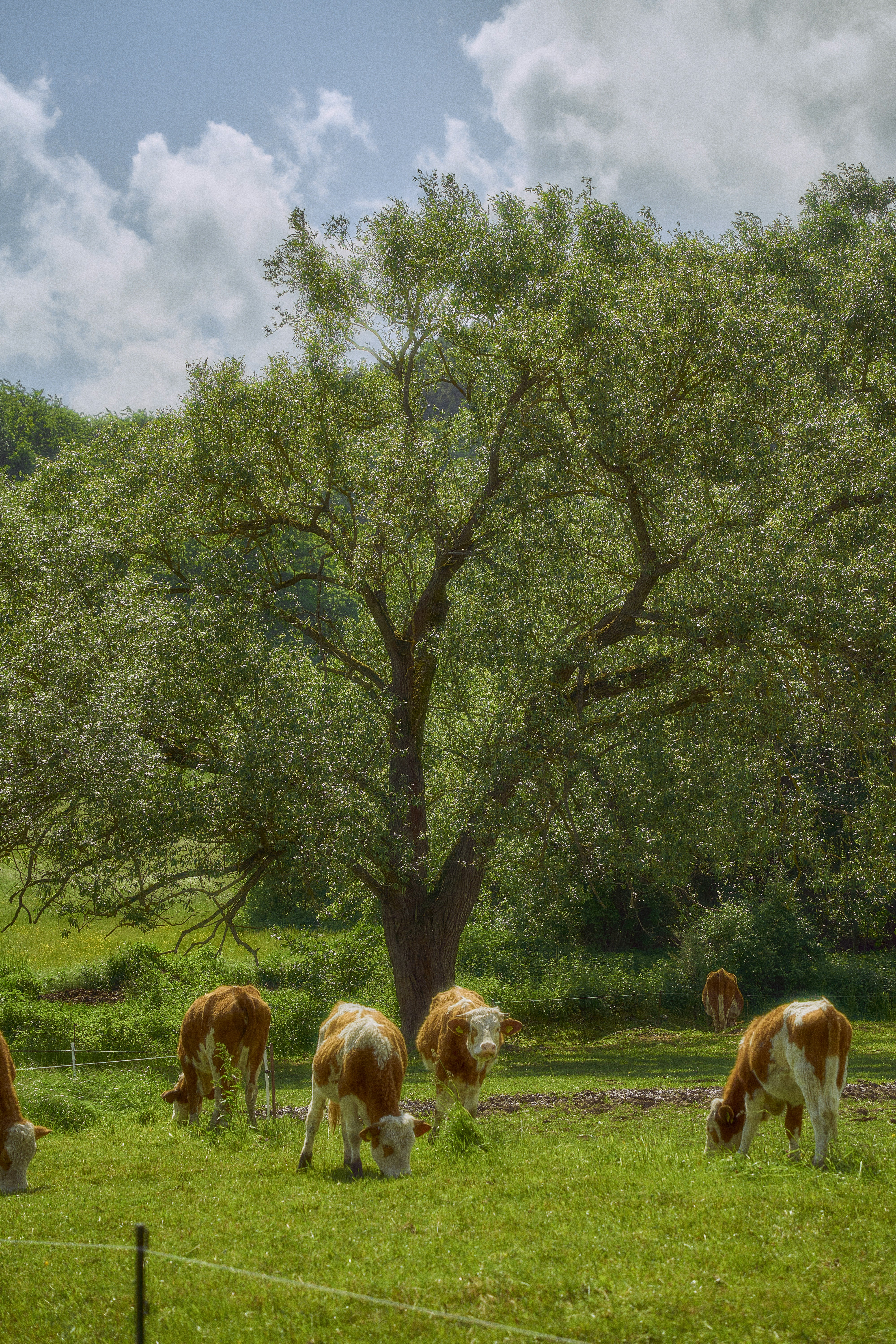 Grazing under the ancient canopy: cattle and tree in sunlit pasture