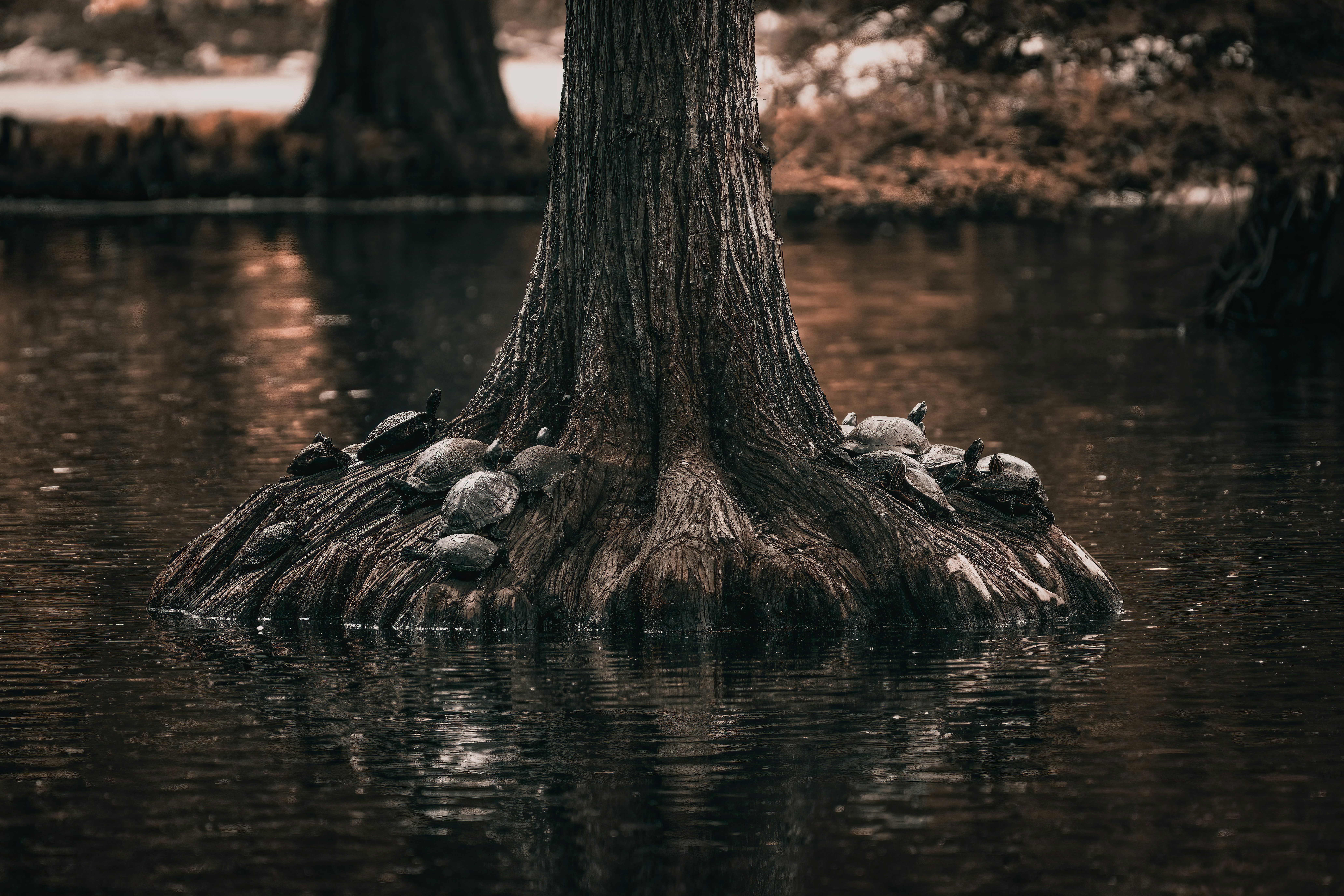 Trunked Quiet: Turtles Gather at the Pond's Base