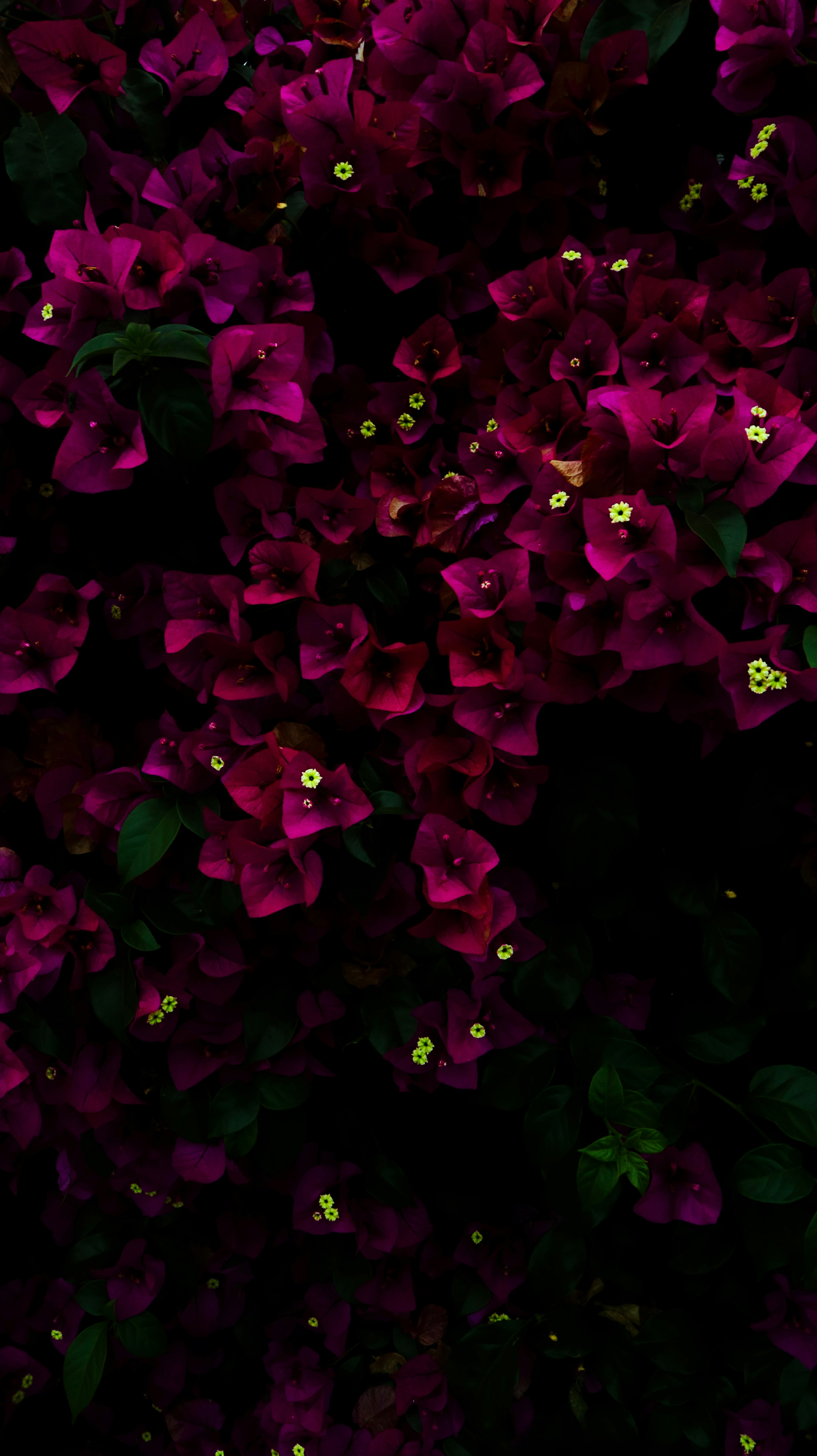 Dense cluster of bougainvillea flowers in rich magenta hues, interspersed with small yellow accents against a dark background.