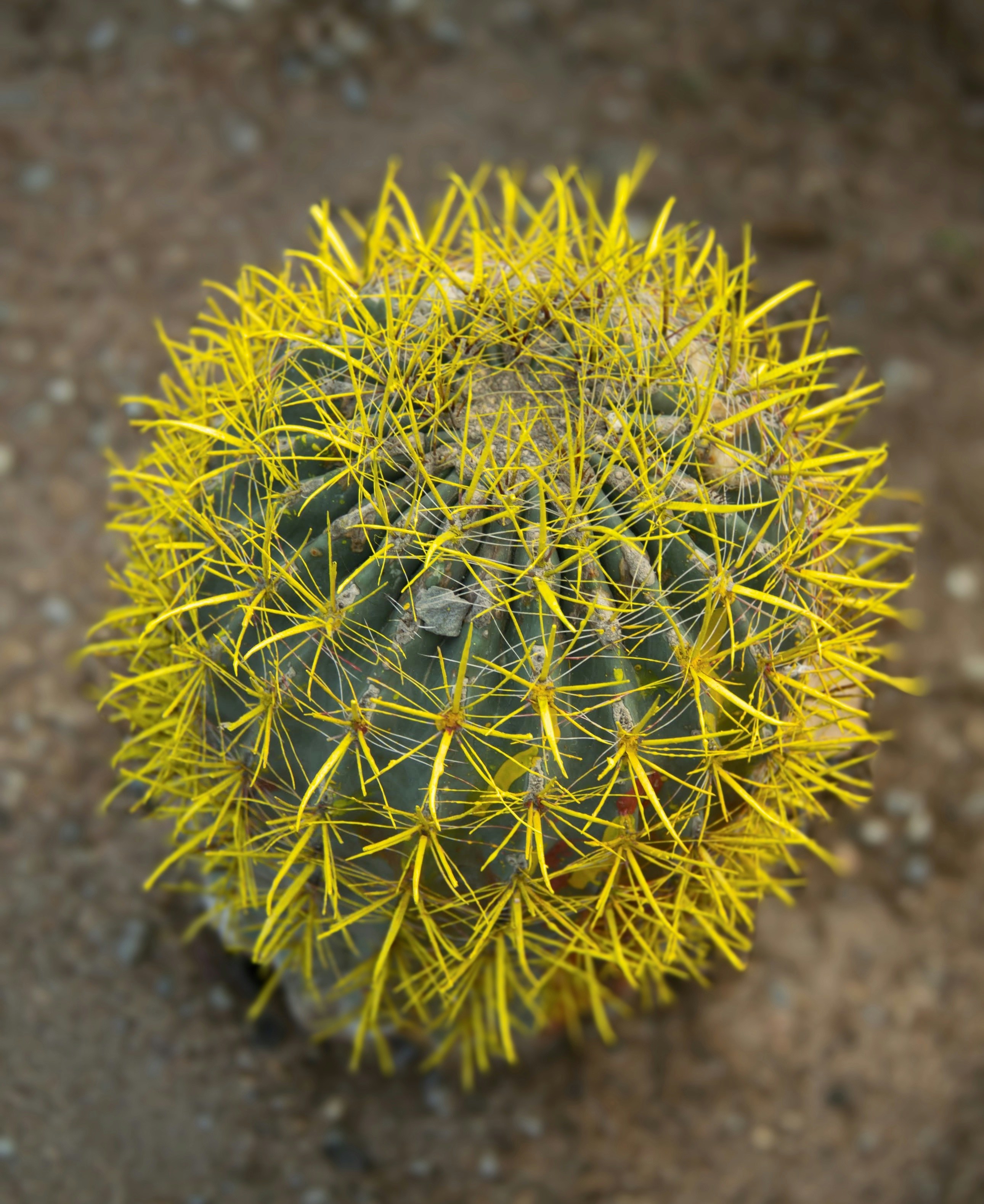 Sunburst Globe: a close-up of a yellow-spined desert cactus