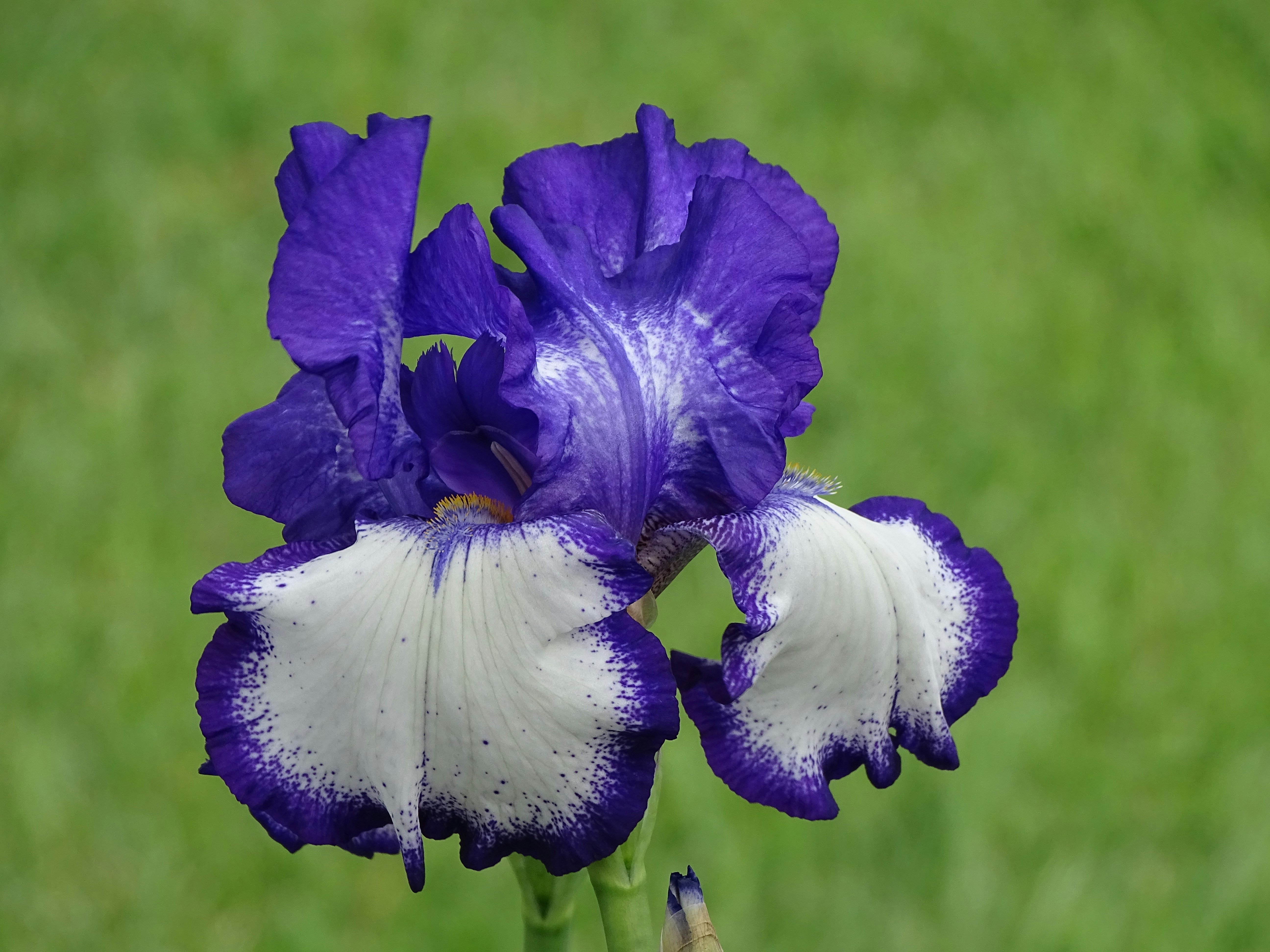Vibrant purple iris flower showcasing intricate petal patterns against a soft green backdrop.