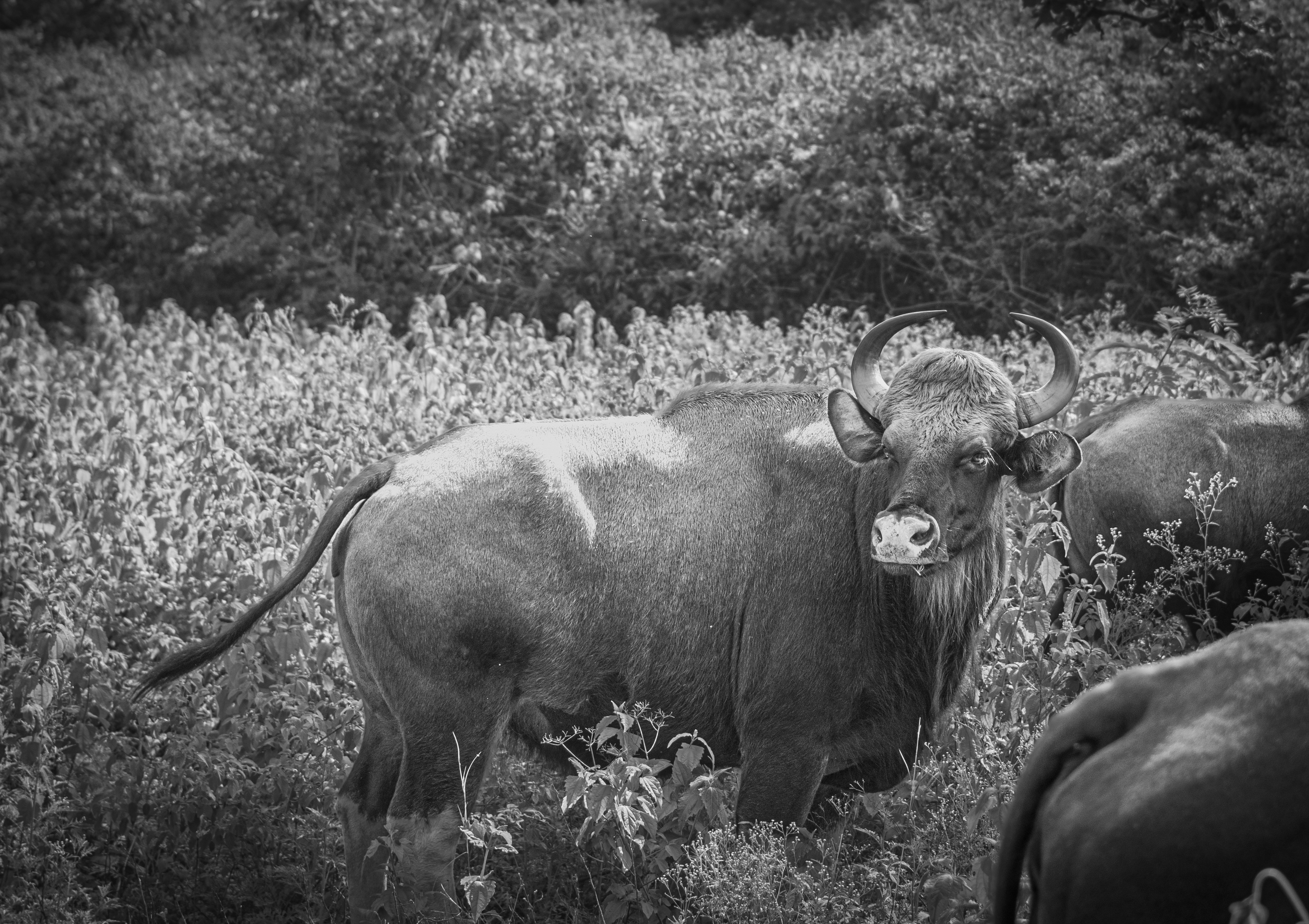 Monochrome photograph of a wildebeest facing the camera in a field of tall grasses, with another animal partially visible at the edge. The composition emphasizes a quiet, wild moment in its natural habitat.