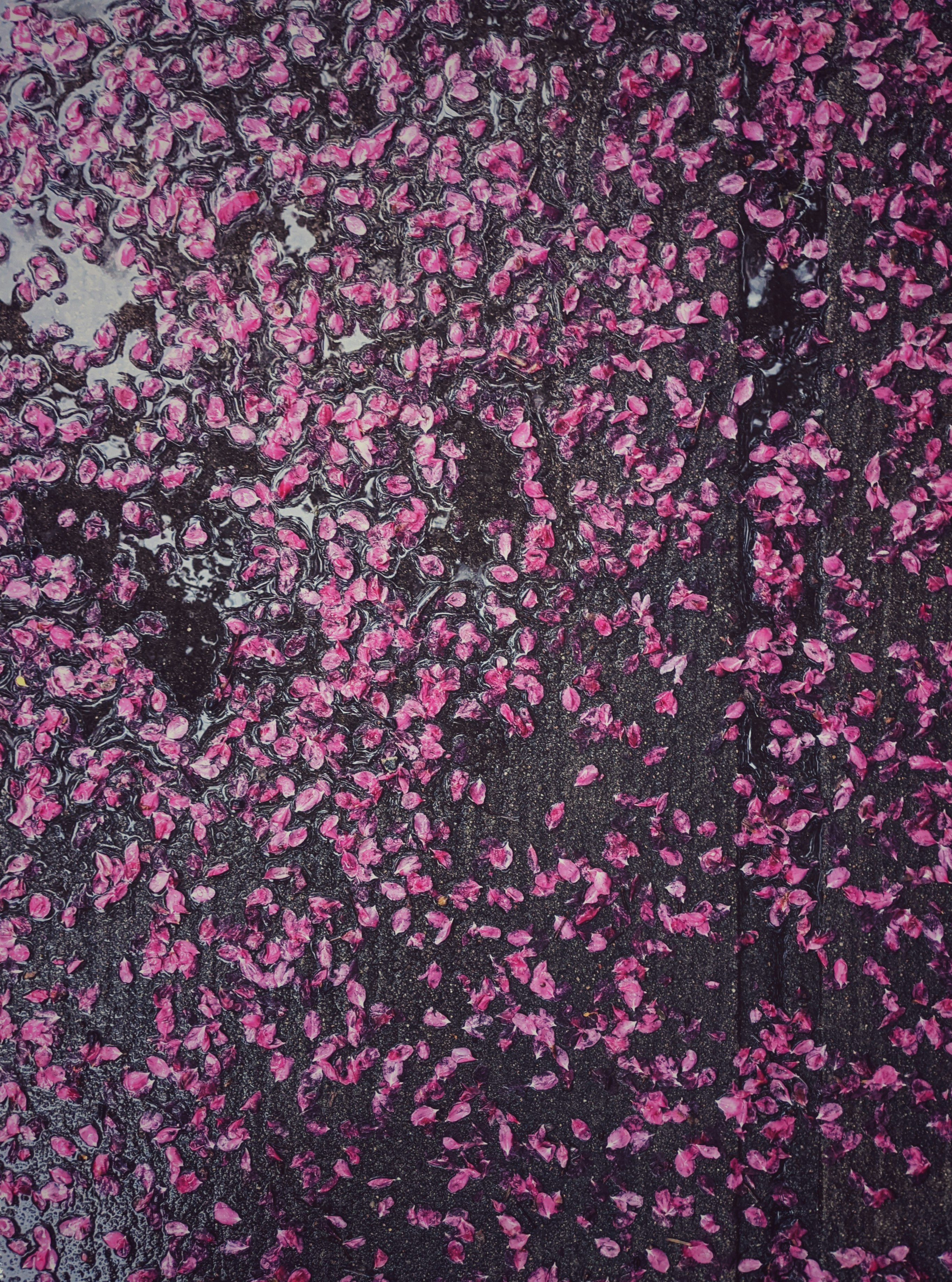 Petals on a Midnight Canvas: Pink Fragments on Dark Asphalt