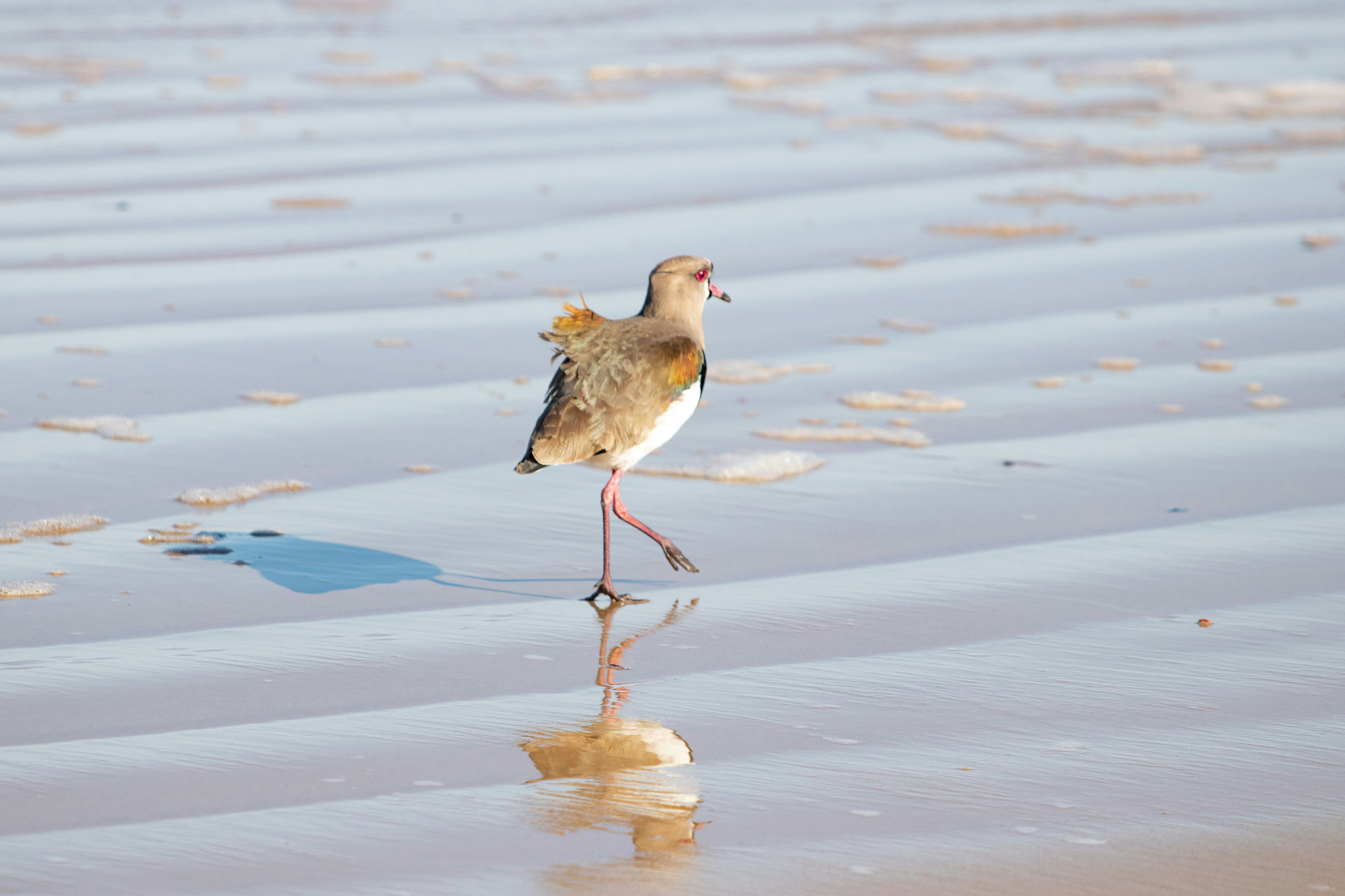 Red-legged shorebird on mirrored tidal flats