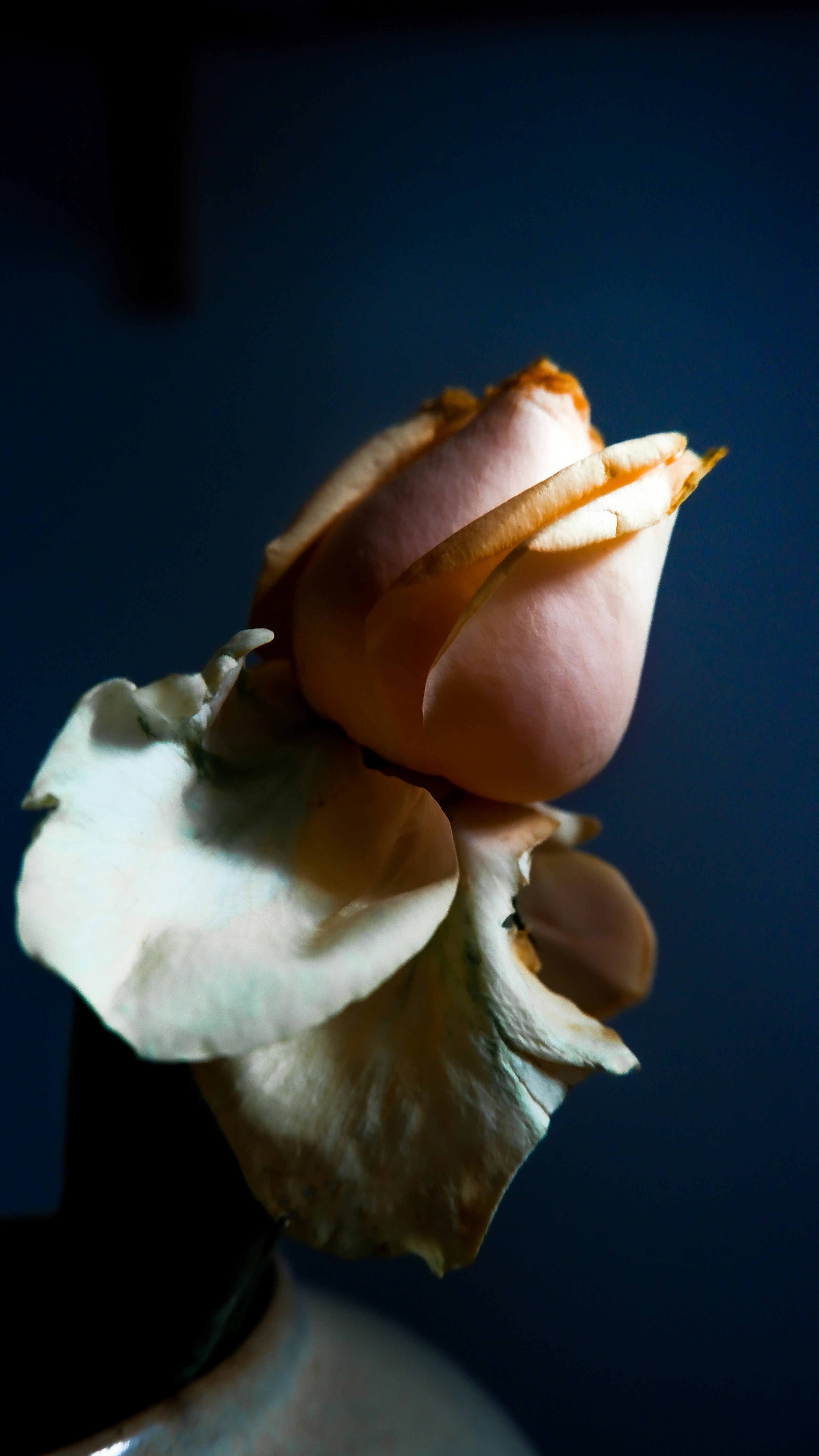 a close up of a flower in a vase