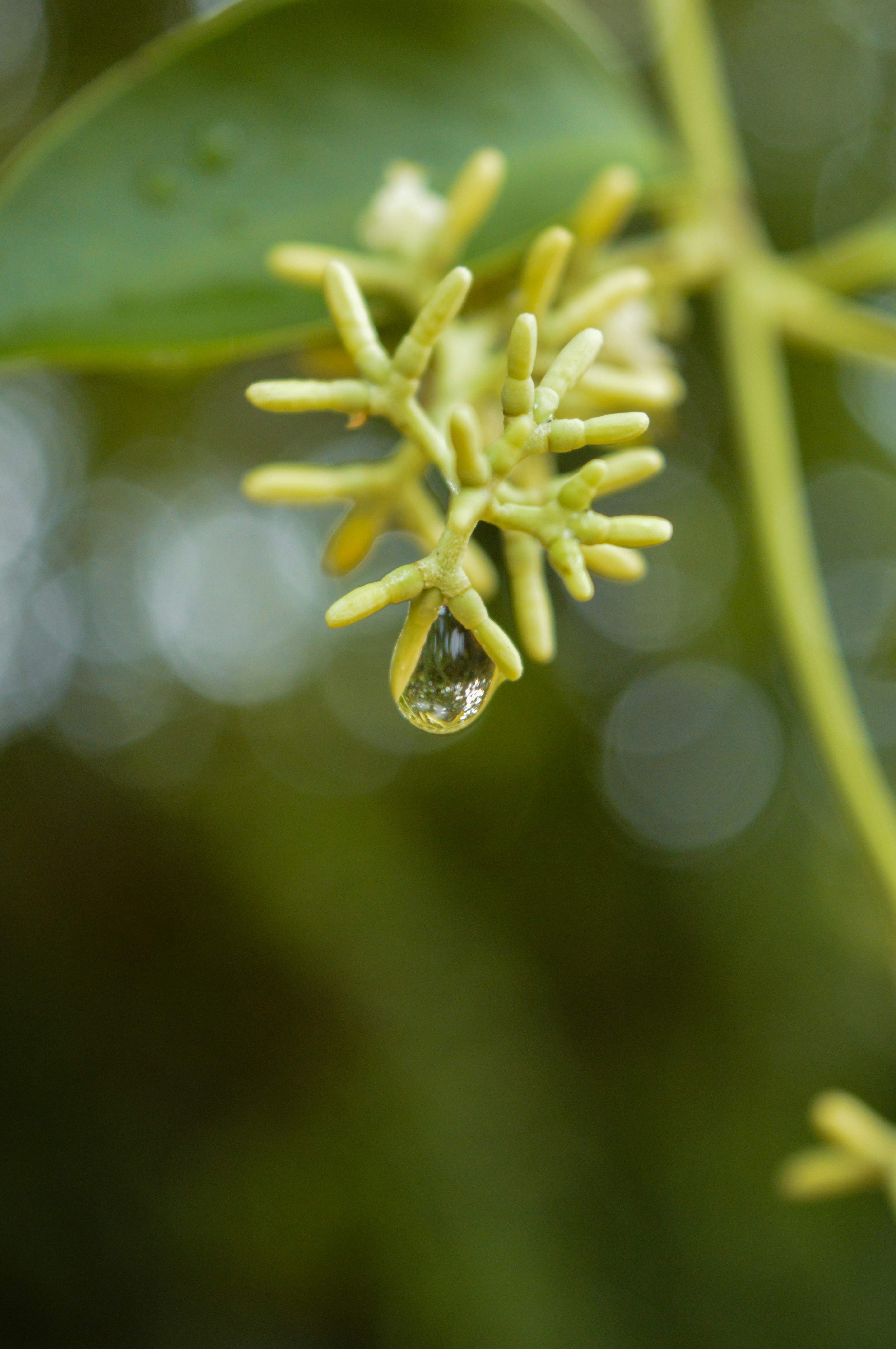 Dew Gem on a Lime Spike: Macro Portrait of a Plant's Tiny Architecture