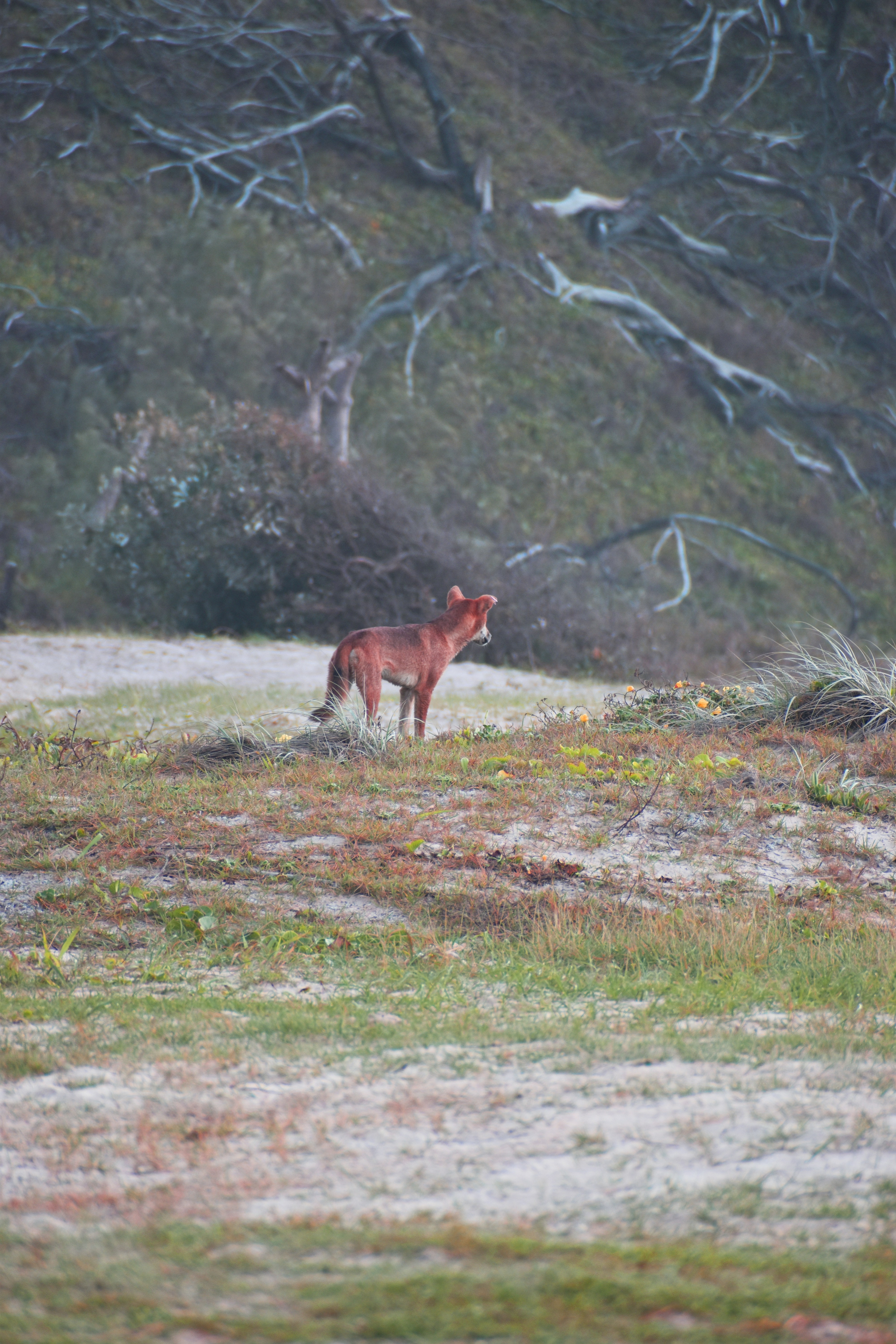 Red Fox at Dune Border: Quiet Watch Over the Clearing
