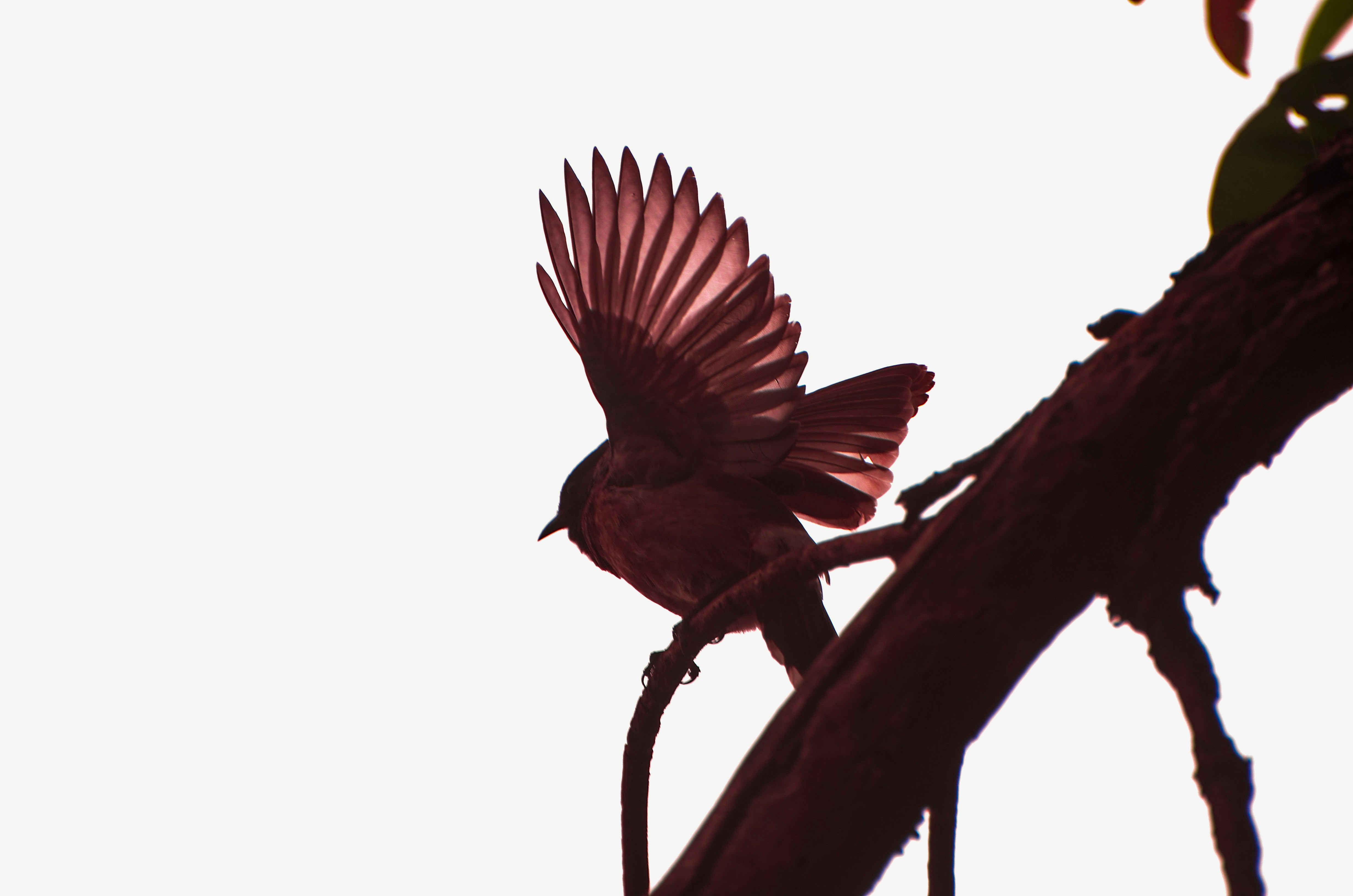 a bird with its wings spread sitting on a tree branch