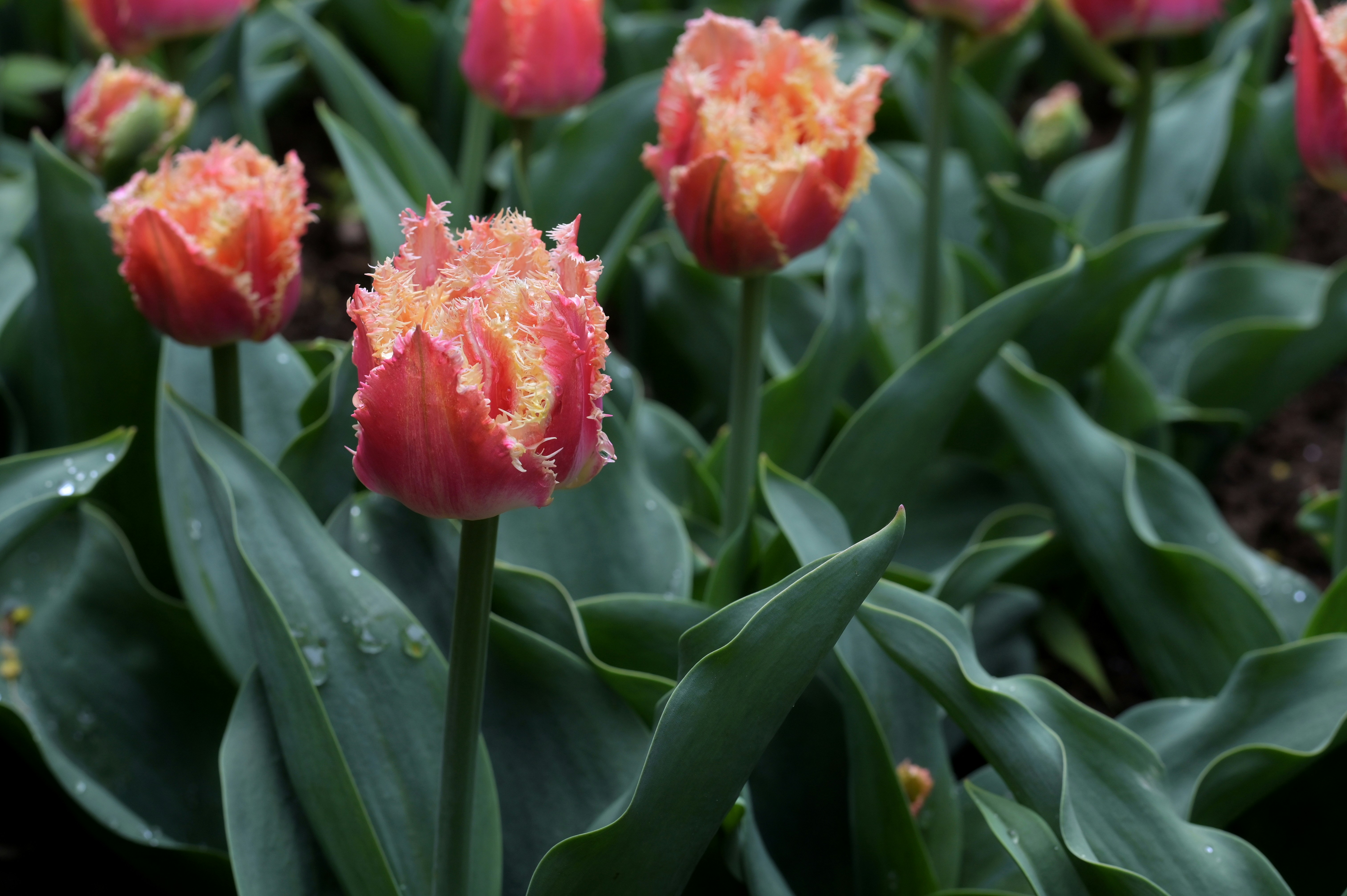 Tulips