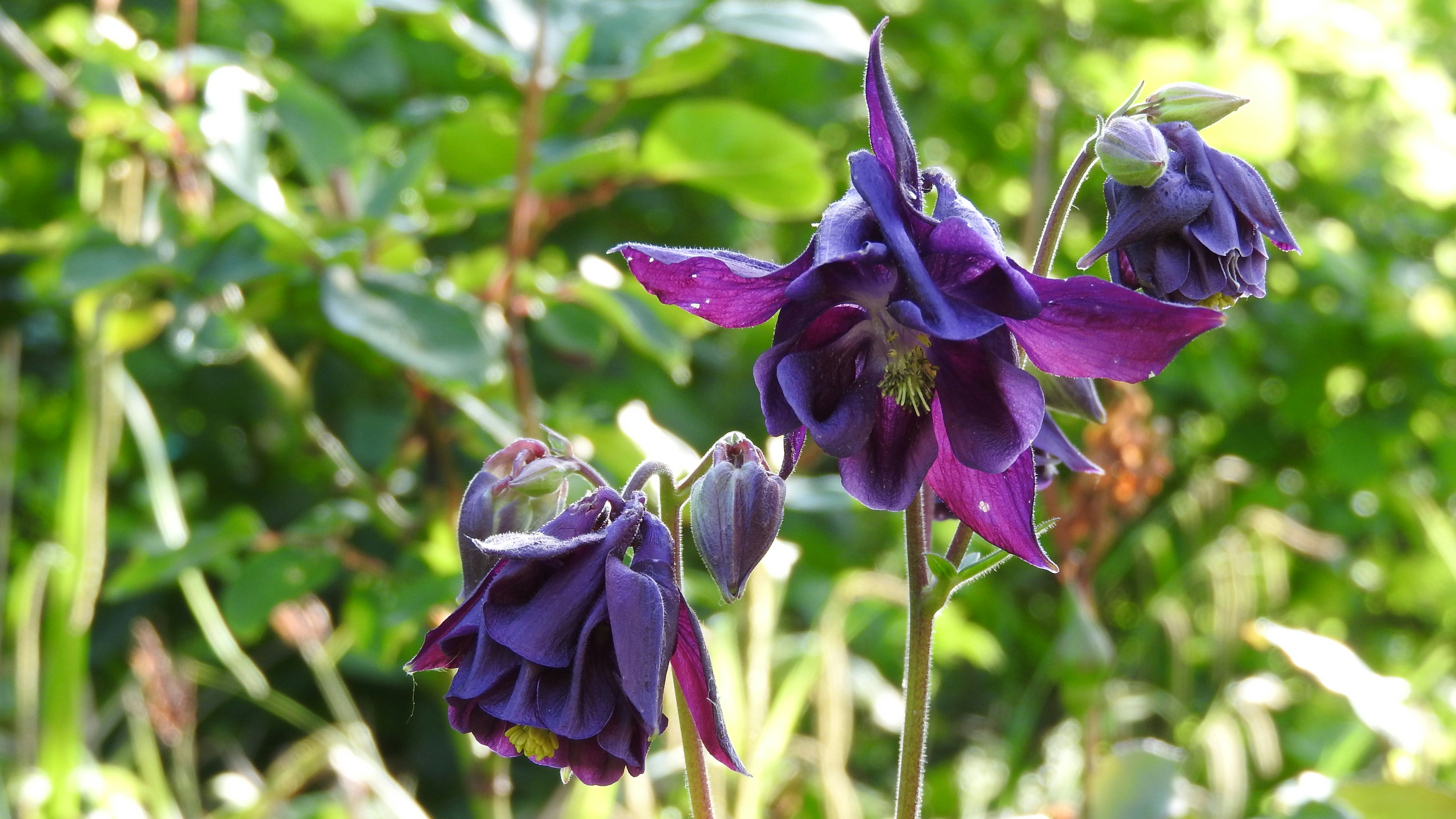 Vibrant aquilegia flowers with deep purple petals set against lush green foliage.
