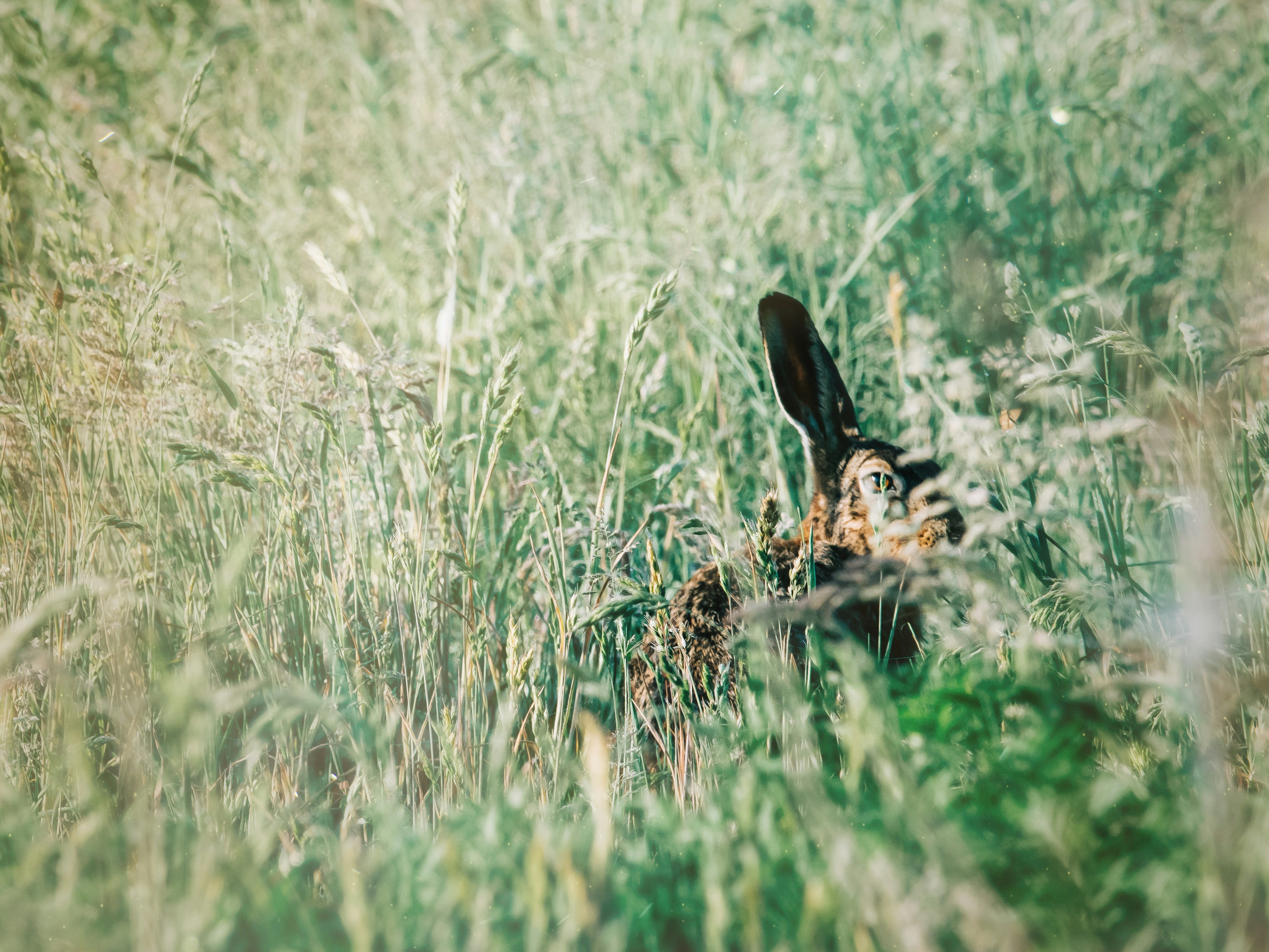 Hidden Gaze in the Meadow: a hare's alert stare through sunlit grasses