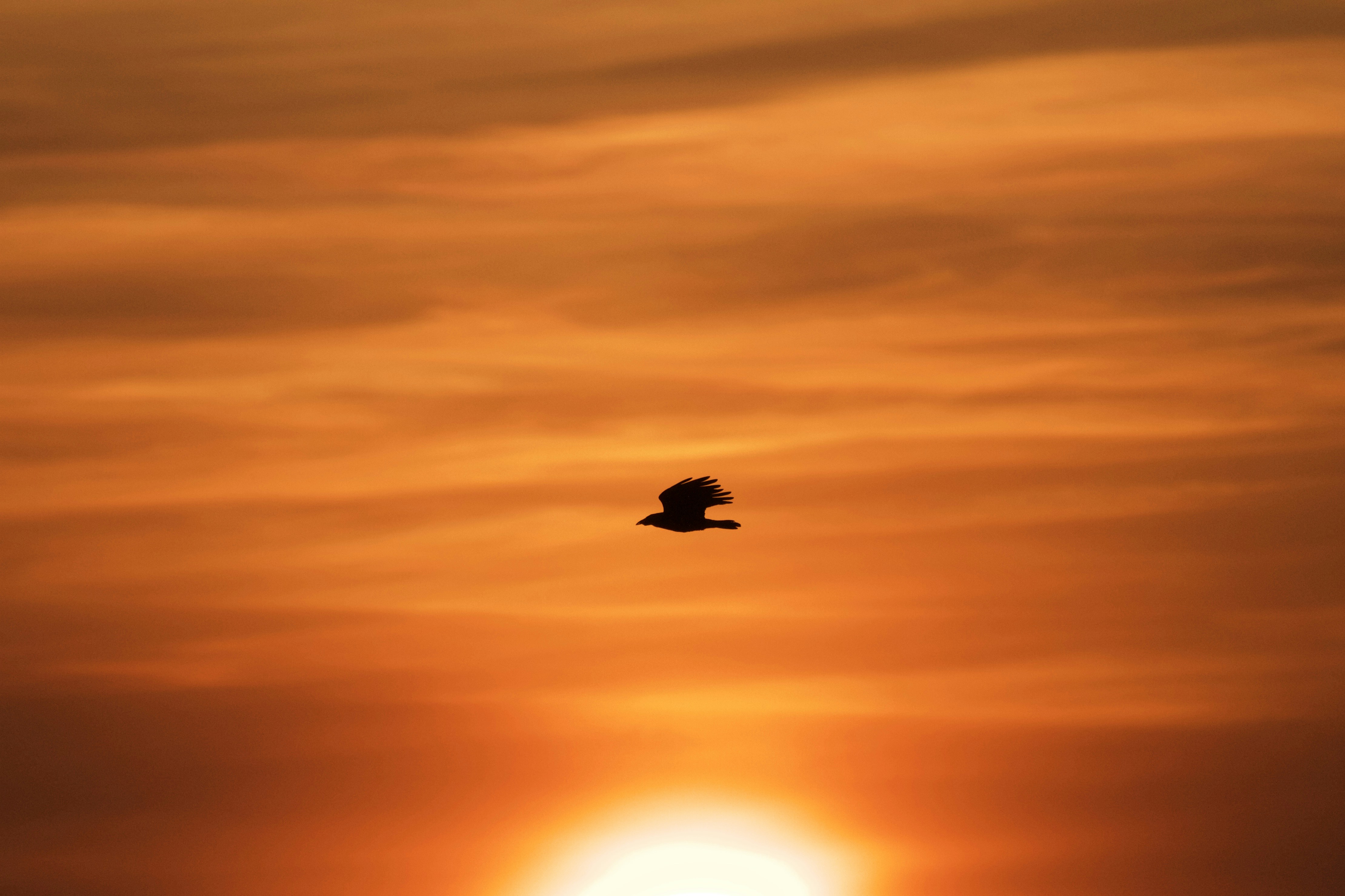 Silhouette of a bird gliding against a vibrant sunset, capturing the essence of freedom and nature's beauty.
