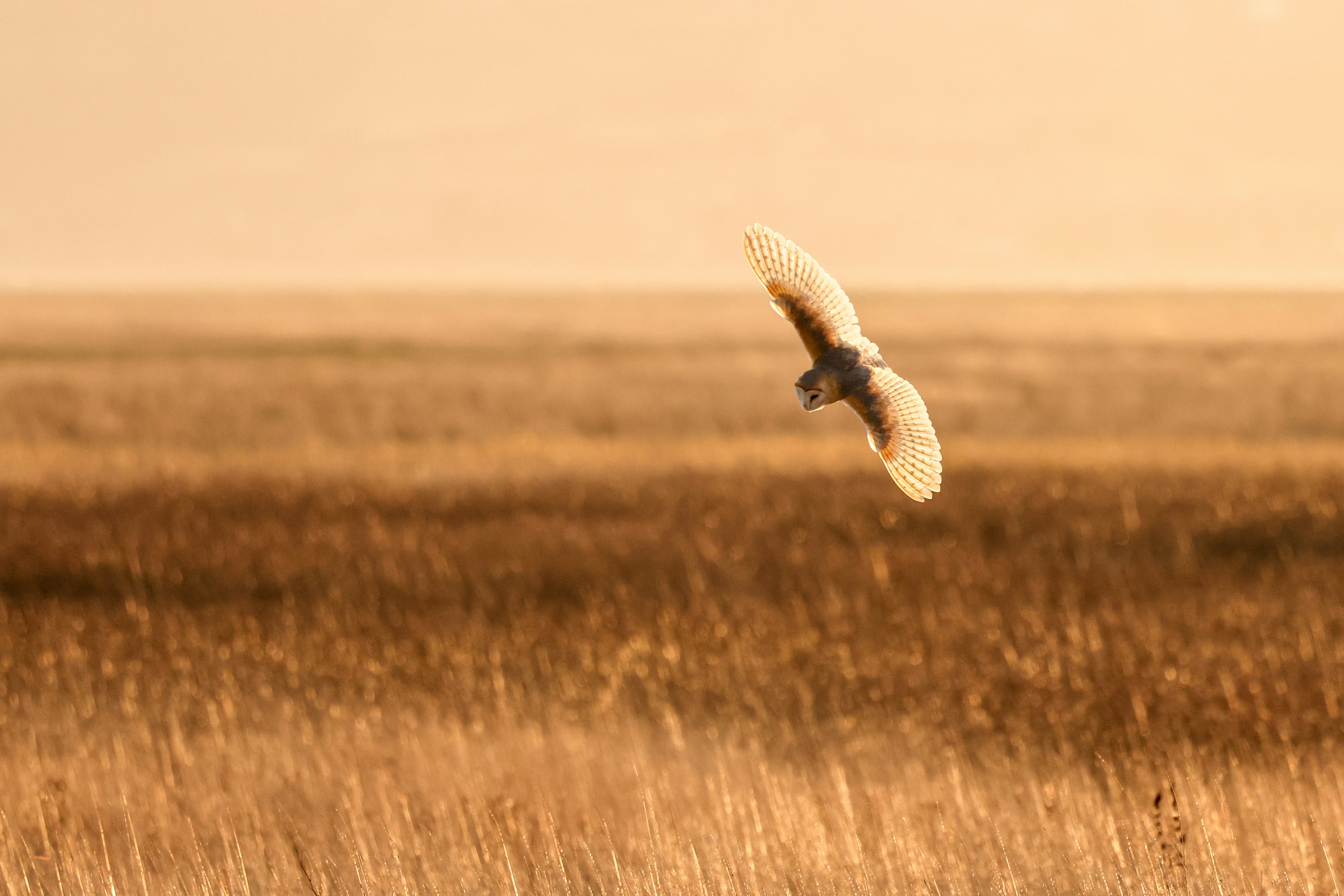 A bird flying over a dry grass field photo – Free Parkgate Image on ...