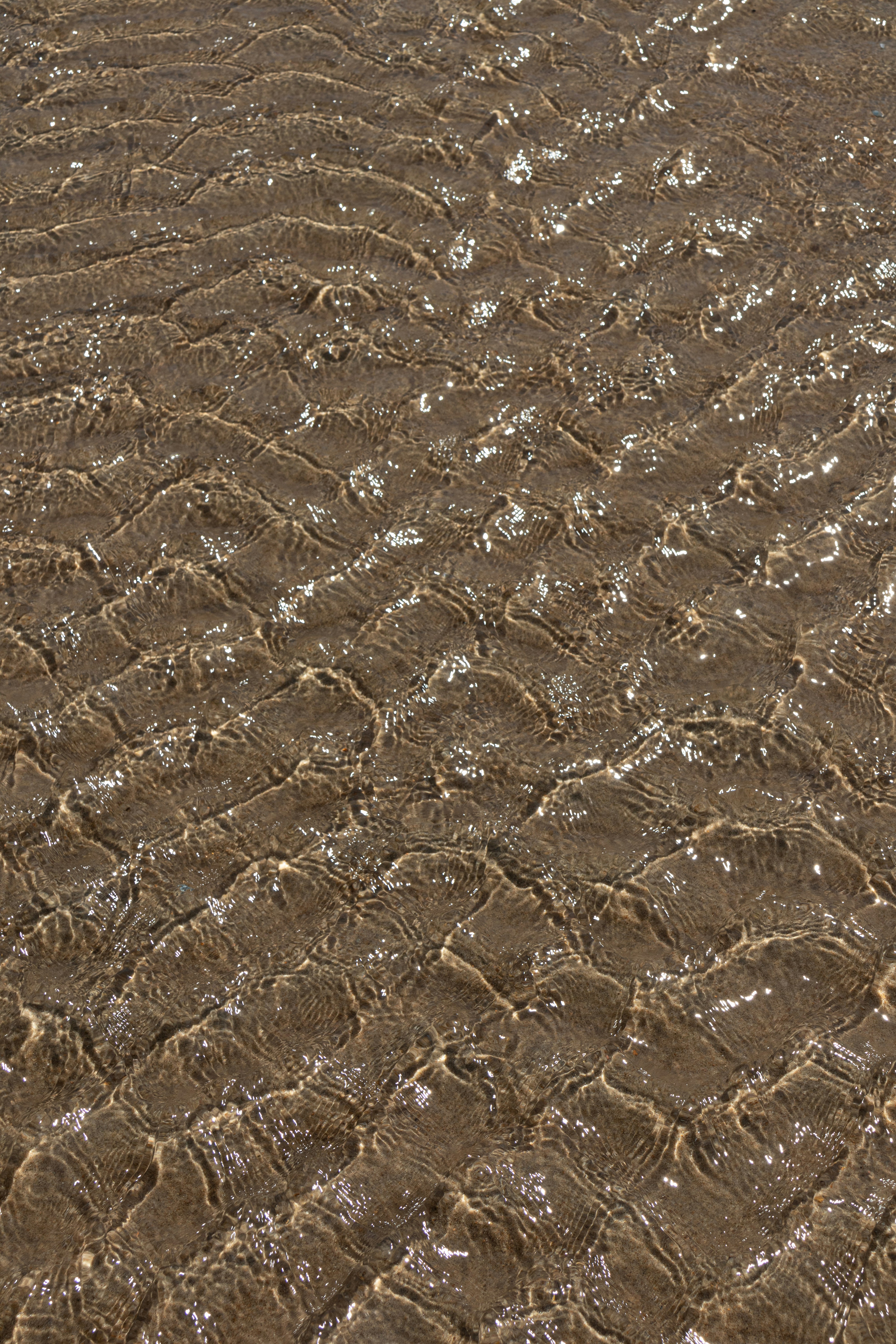 a bird is standing in the shallow waterDanielle Suijkerbuijk