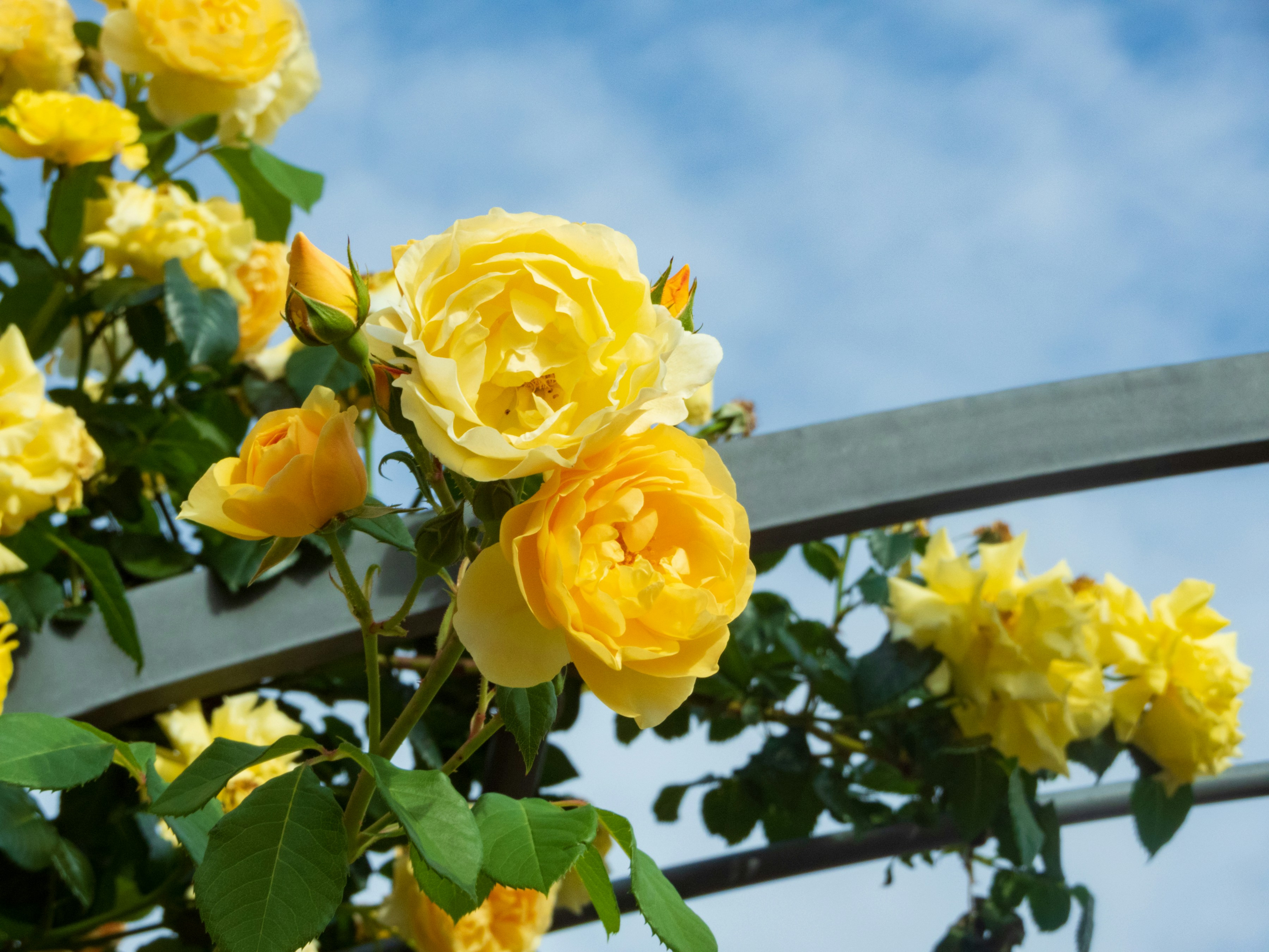Sunlit Yellow Roses Climbing Over a Metal Trellis