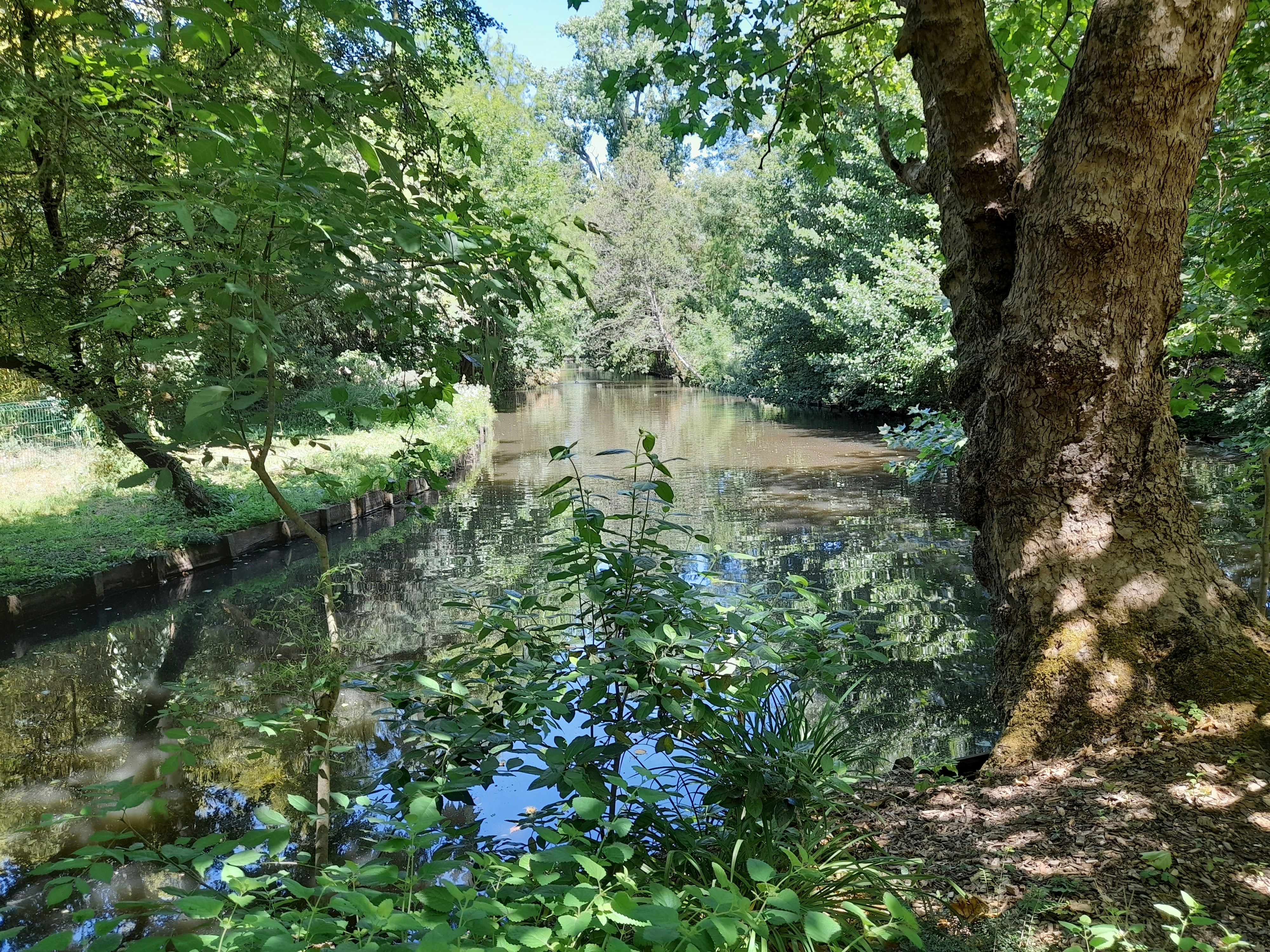 Une rivière qui coule à travers une forêt verdoyante photo – Photo La ...