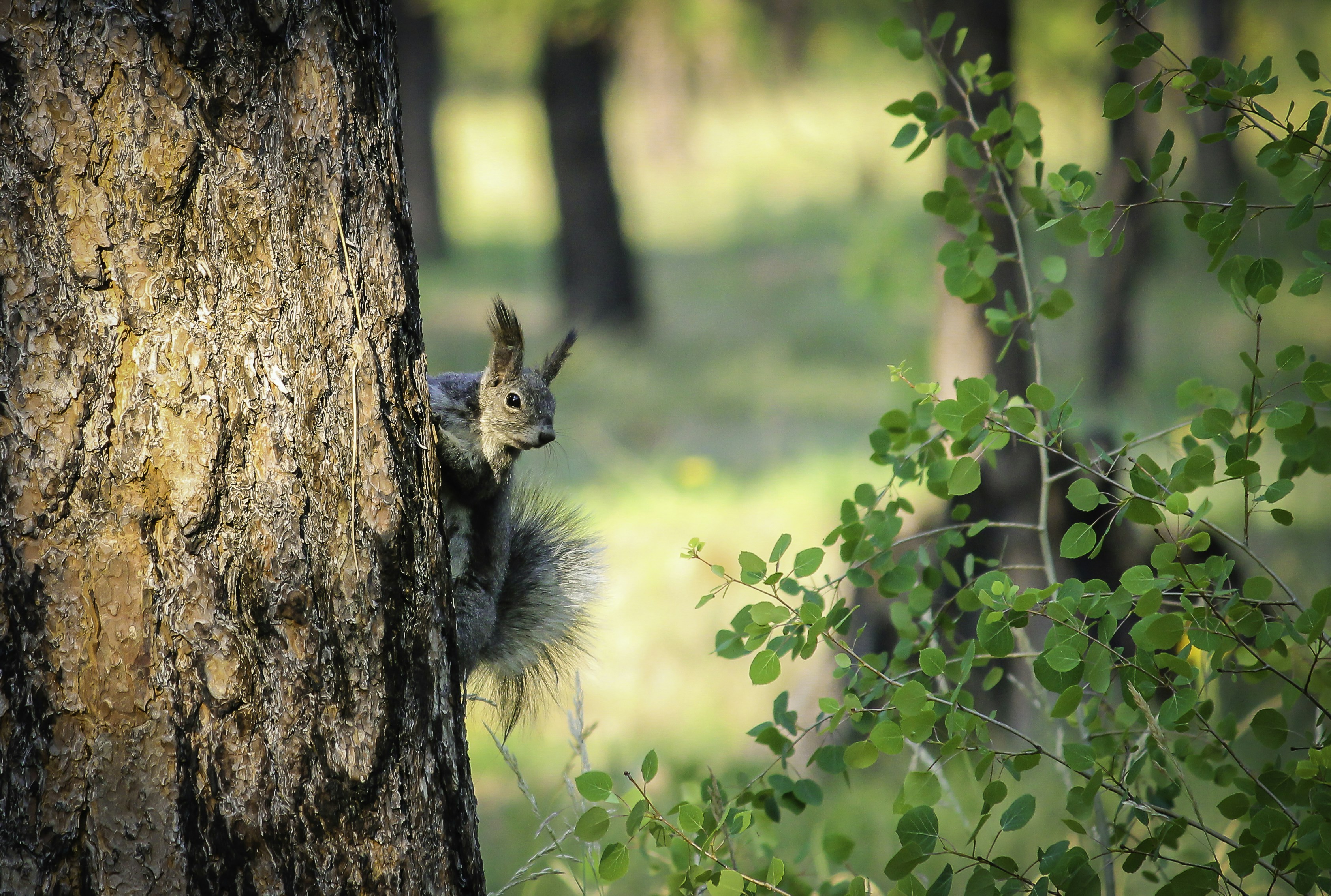 Whiskered Sentinel at the Bark: A Squirrel's Quiet Peek