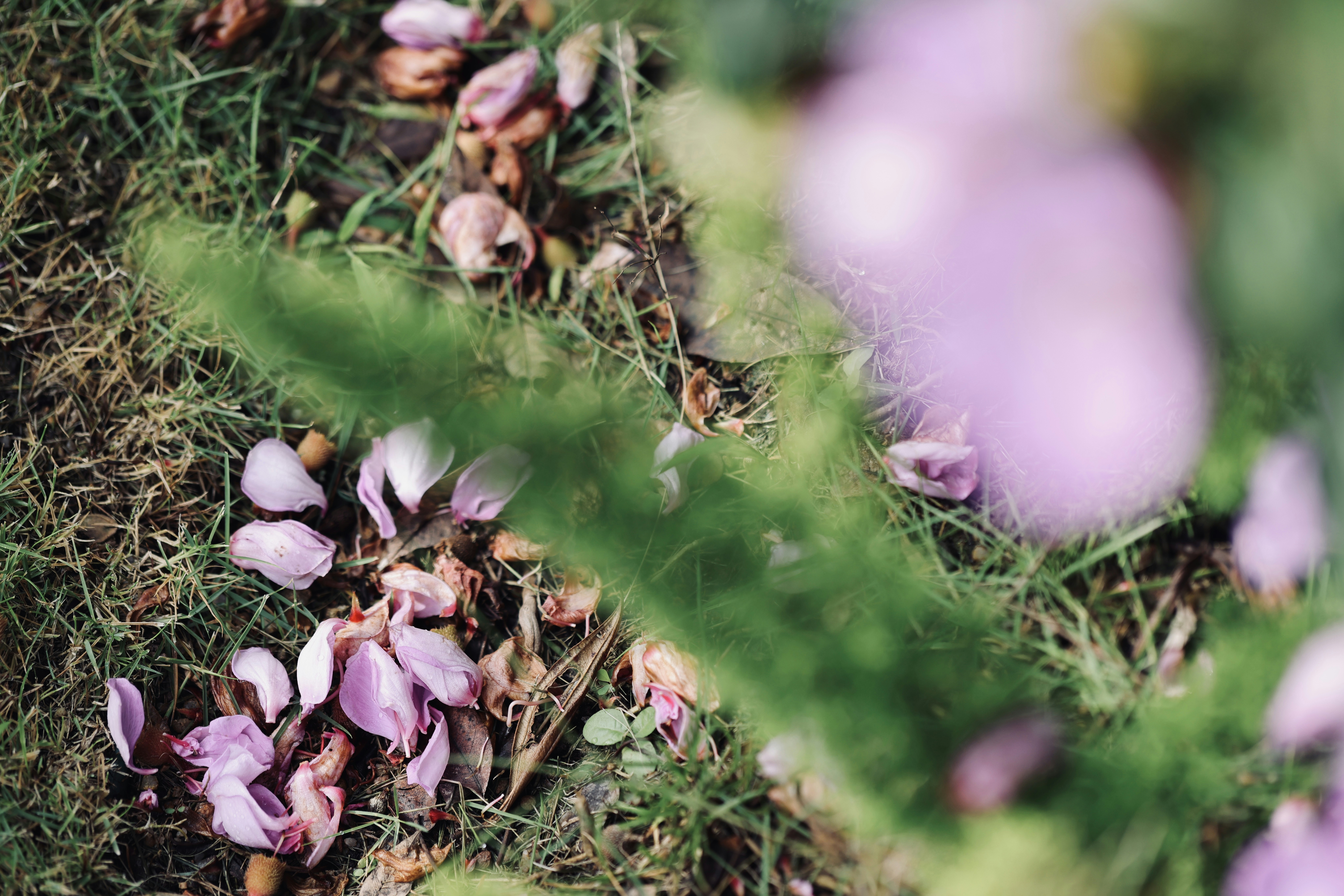 Petals on the Ground: A Quiet Garden Moment