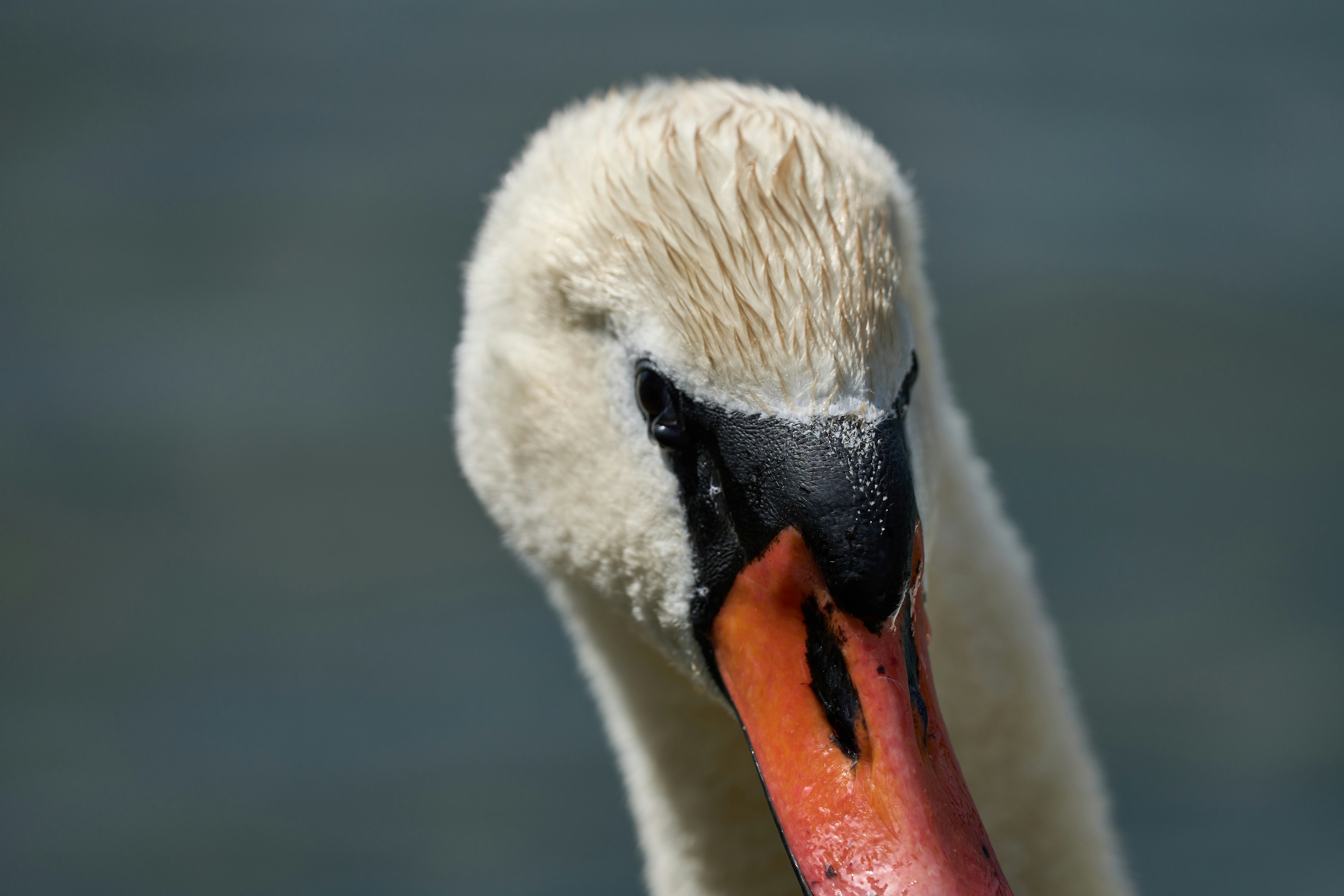 A close up of a white swan with a red beak photo – Free Bird Image on ...