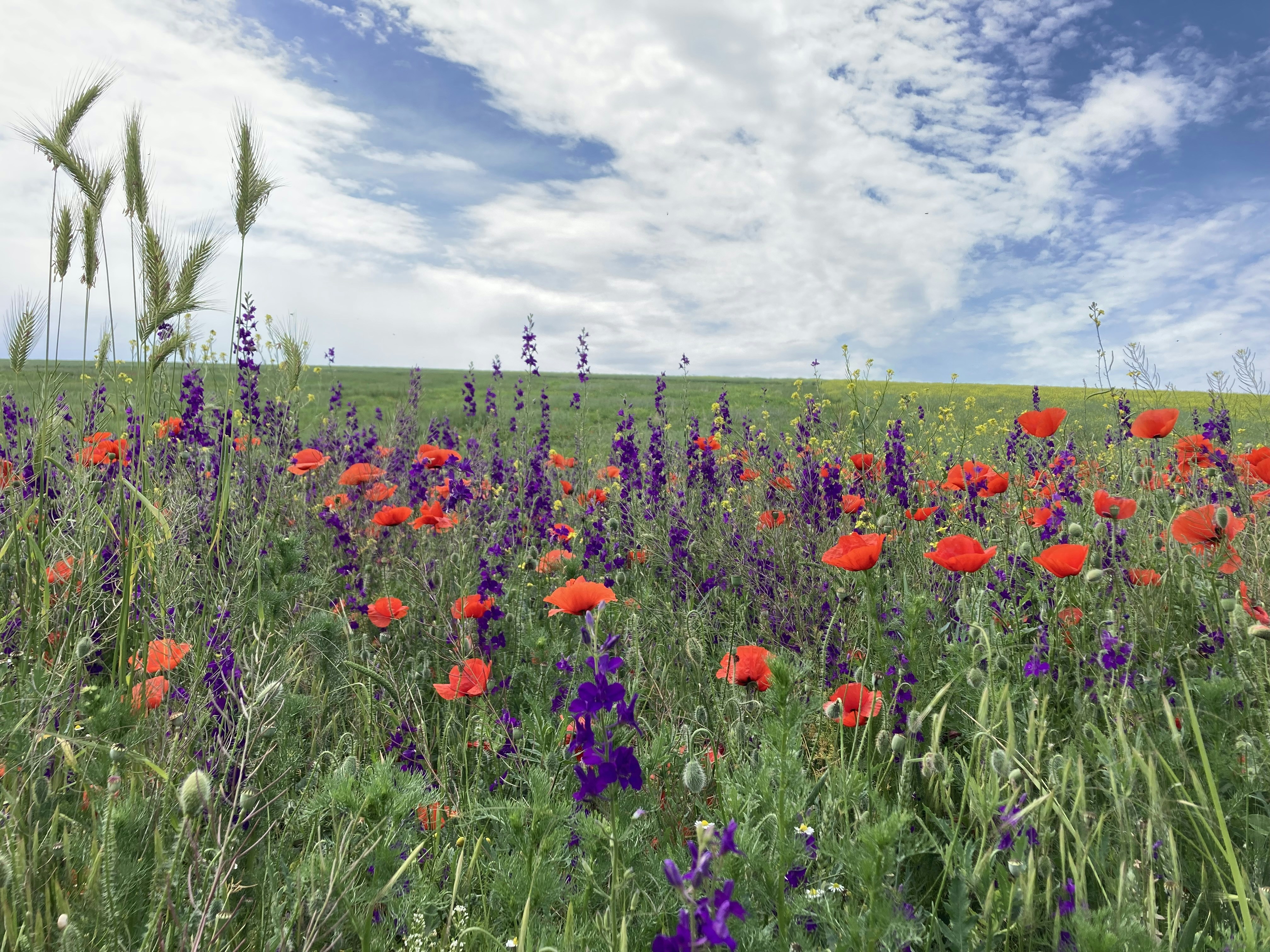 Un champ plein de fleurs rouges et violettes photo – Photo Plante ...