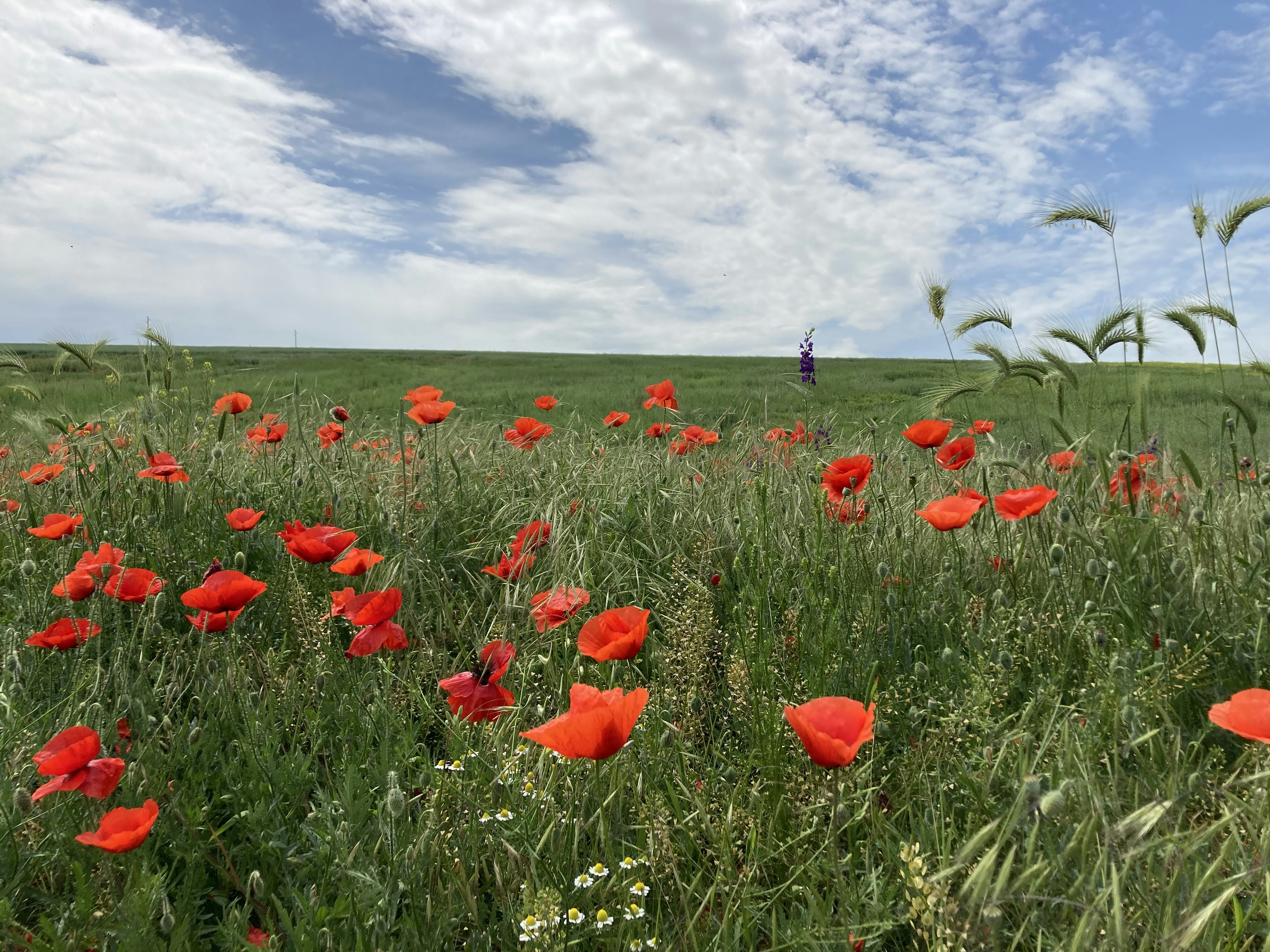 Une personne debout dans un champ de fleurs rouges photo – Photo Plante ...