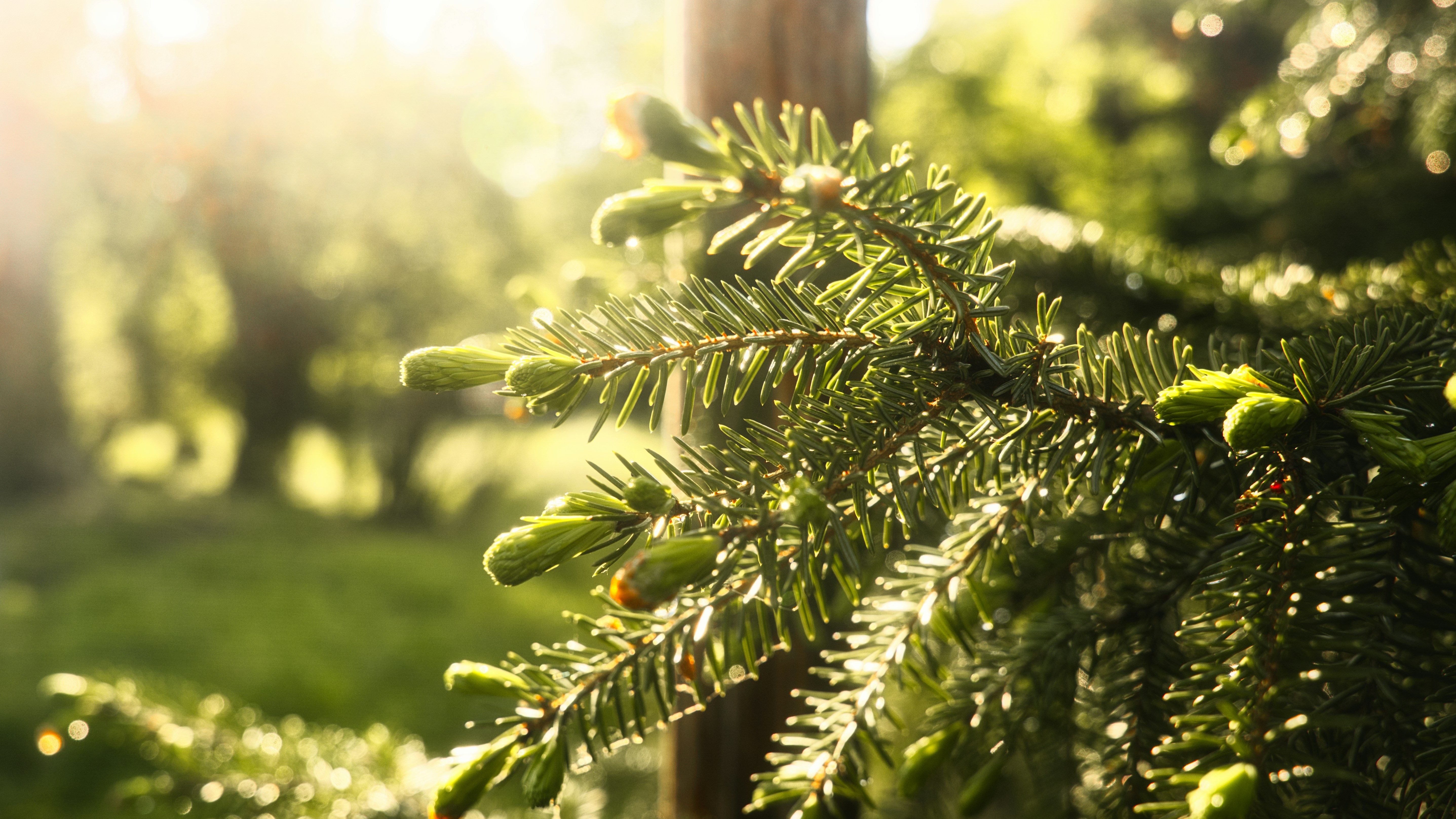 Sunlit Spruce Whispers