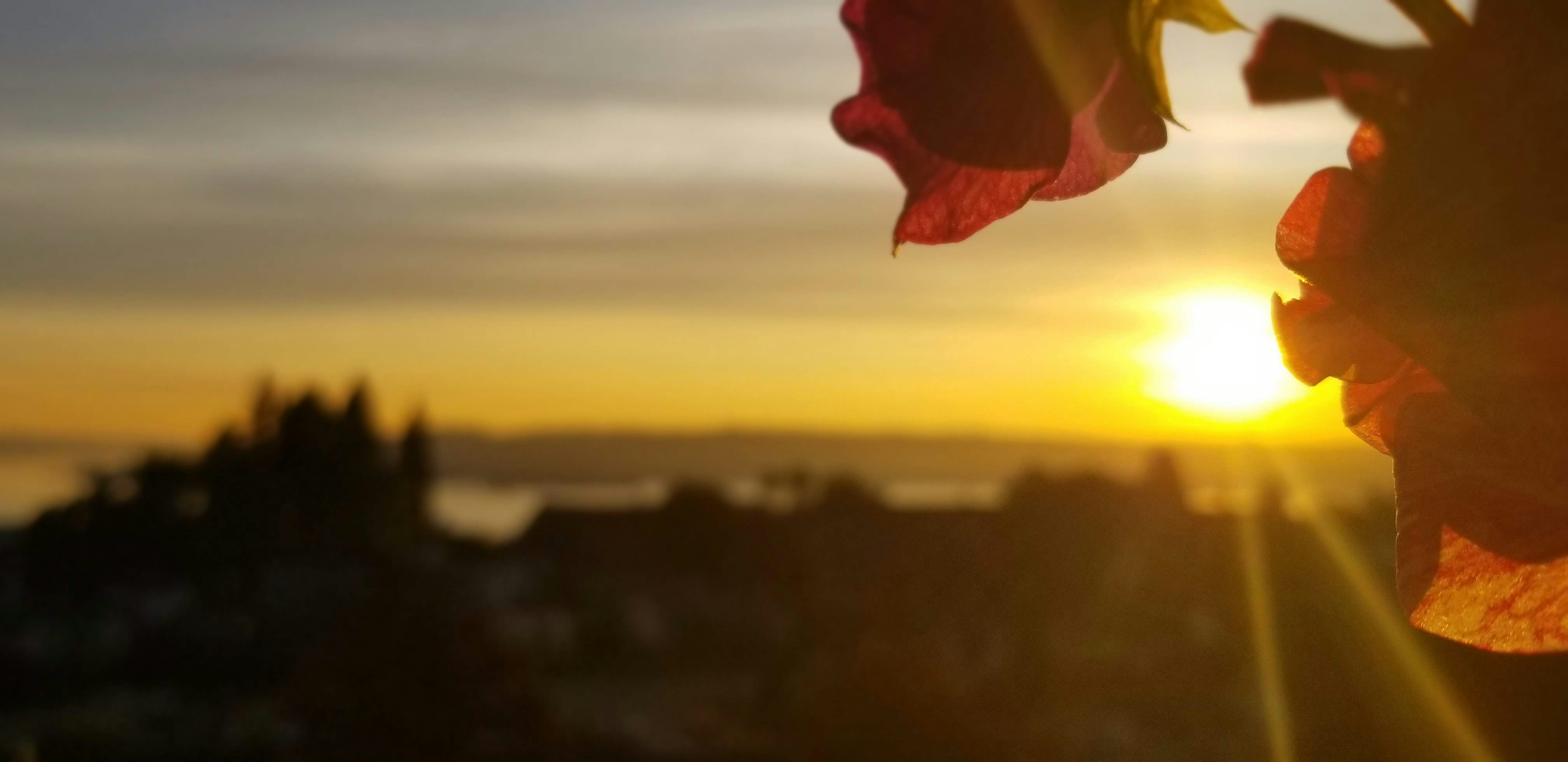 Vibrant flowers framing a sunset over a tranquil landscape, with soft hues blending in the sky. The scene captures the essence of a serene evening.
