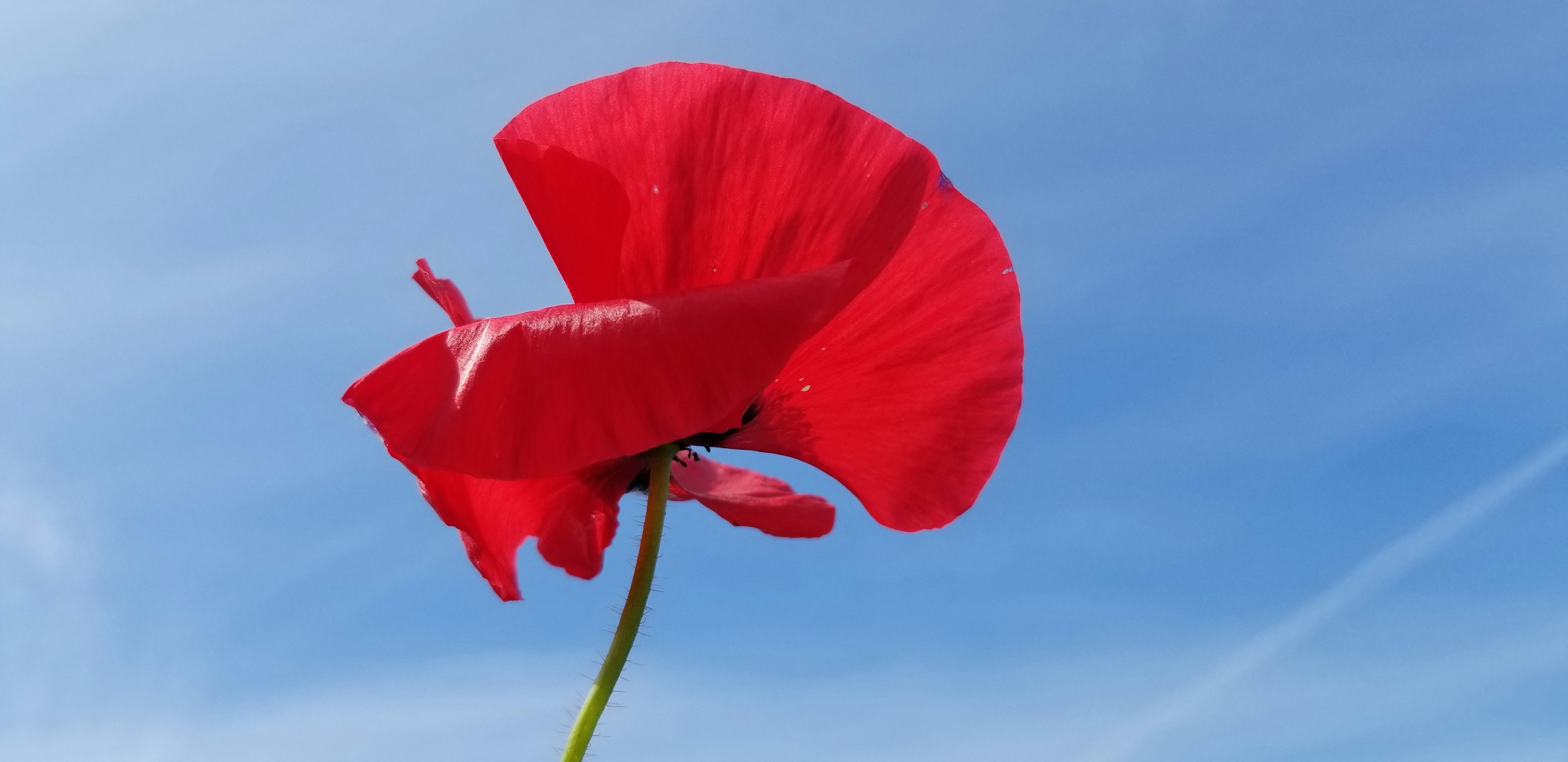 A vibrant red poppy flower sways gently against a clear blue sky, showcasing its delicate petals and slender stem.