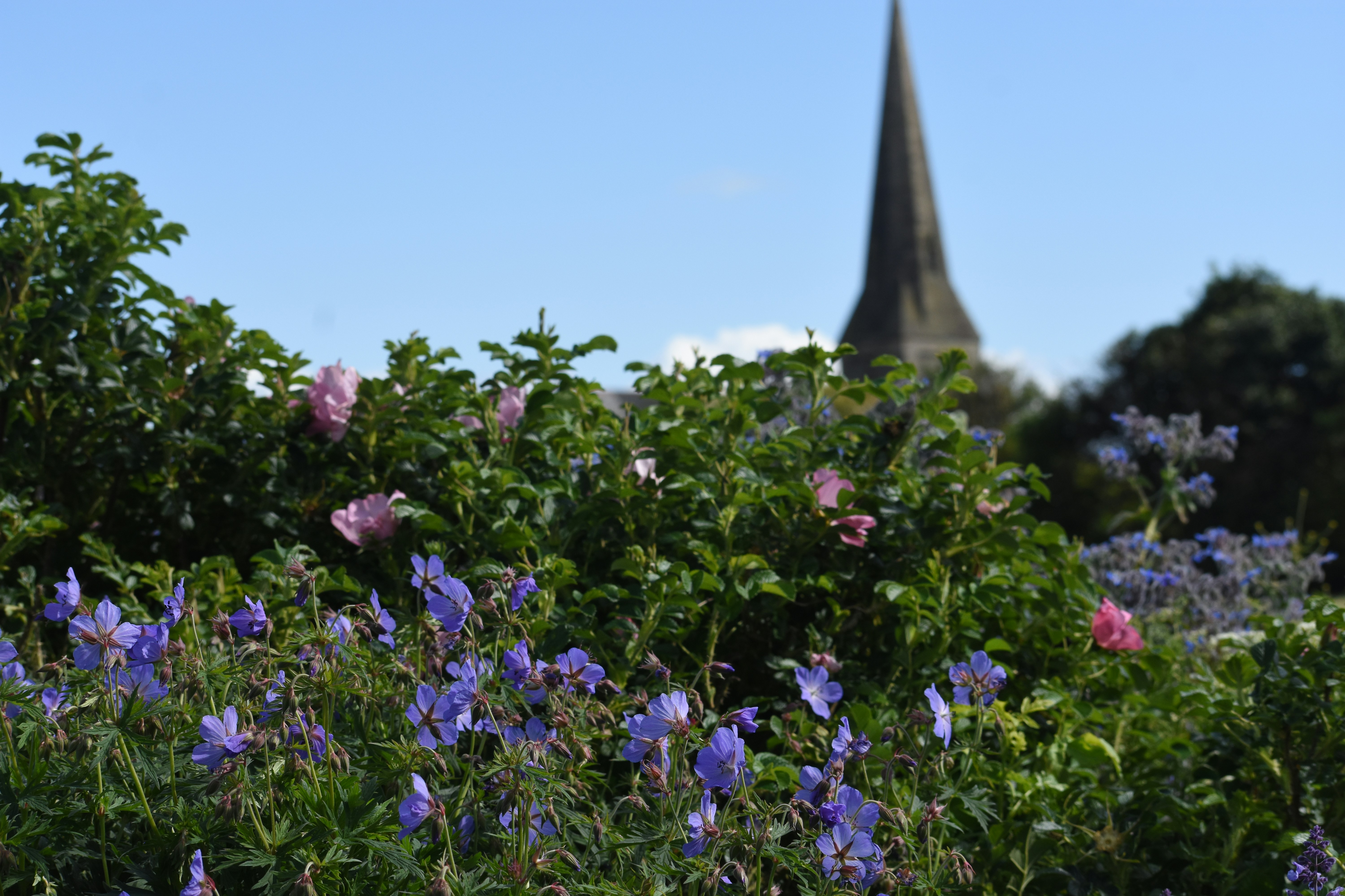 a field of purple flowers with a church steeple in the background