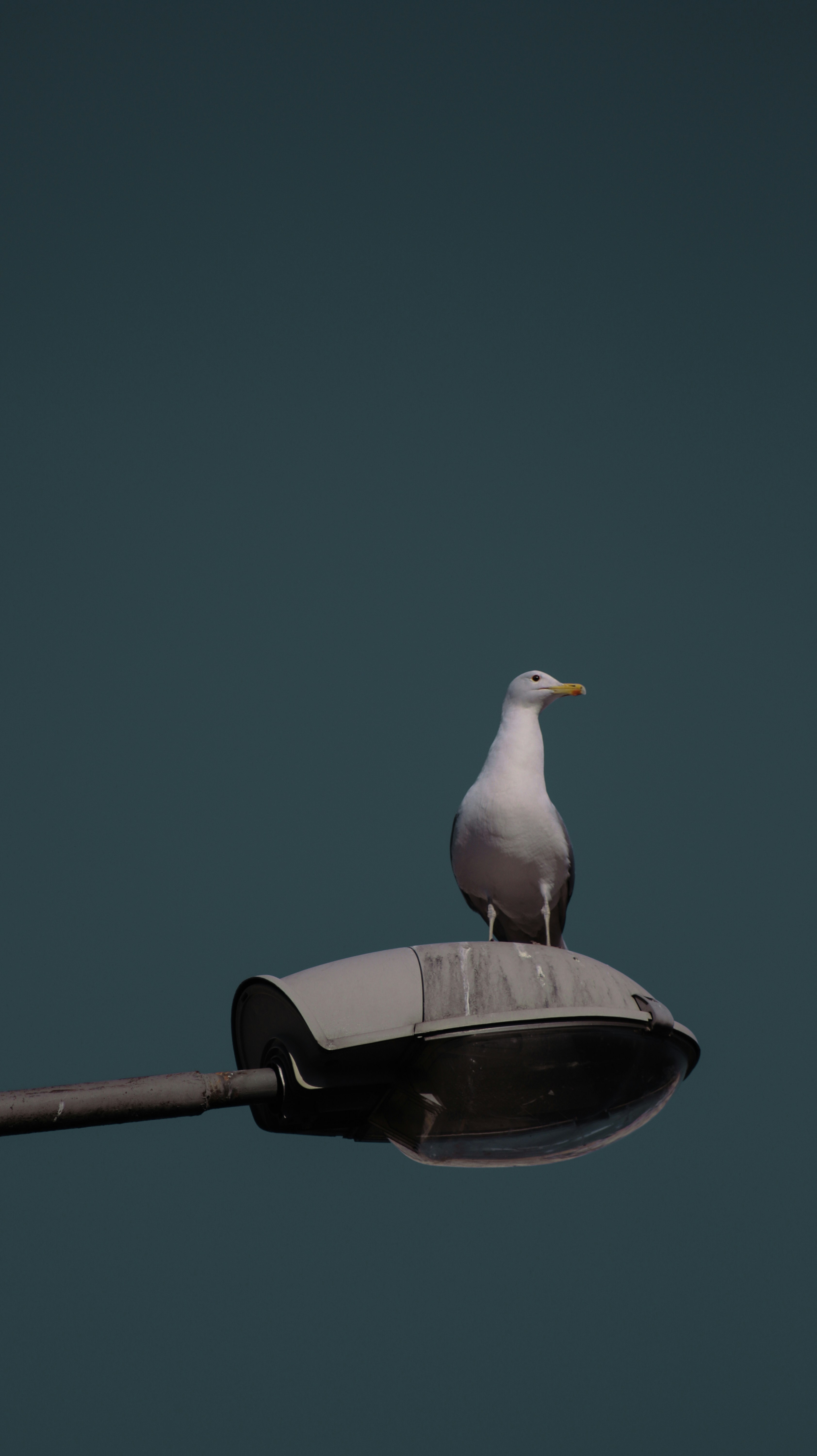 a seagull sitting on top of a street light