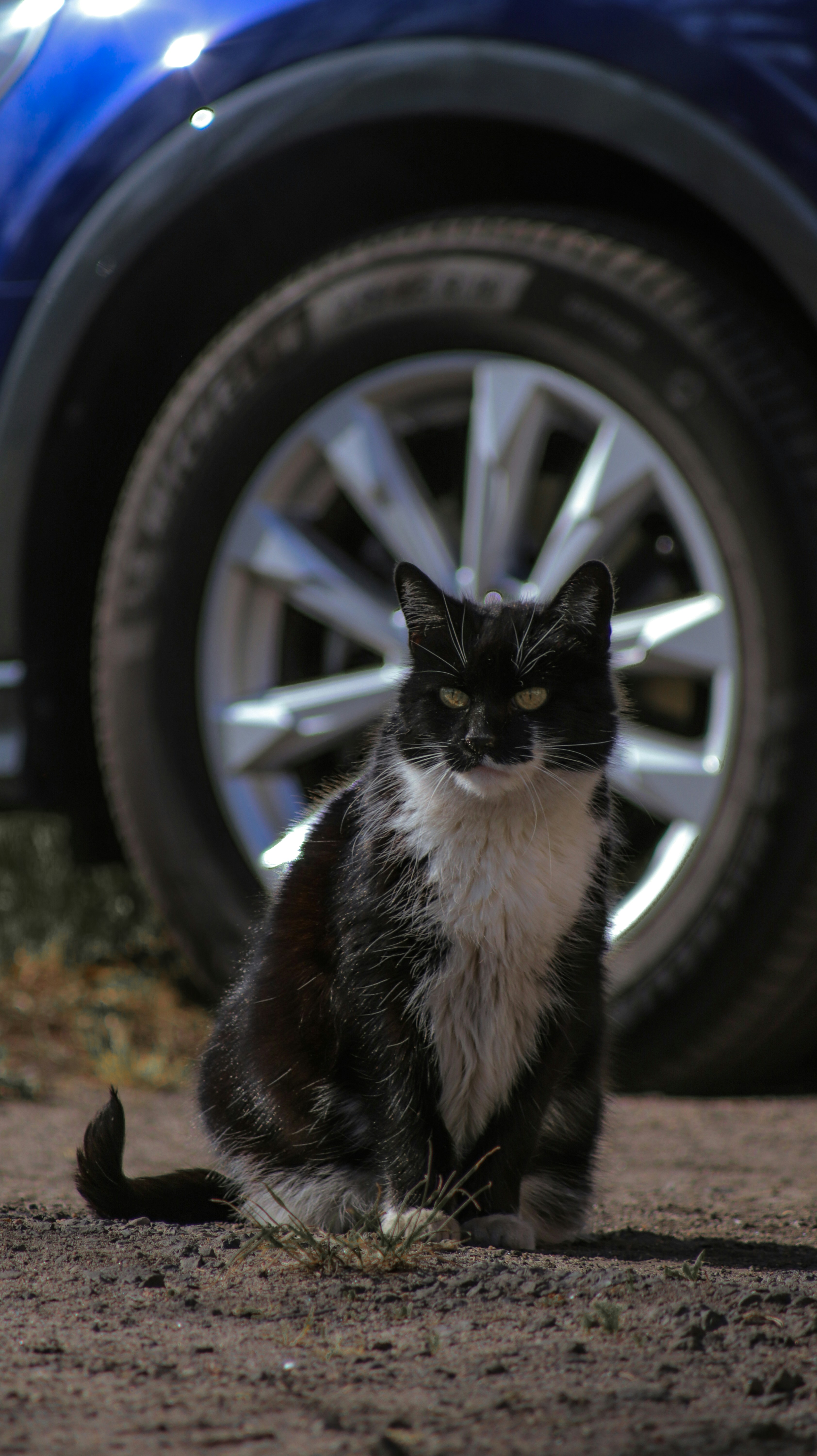Tuxedo Cat in the Shadow of a Car Wheel