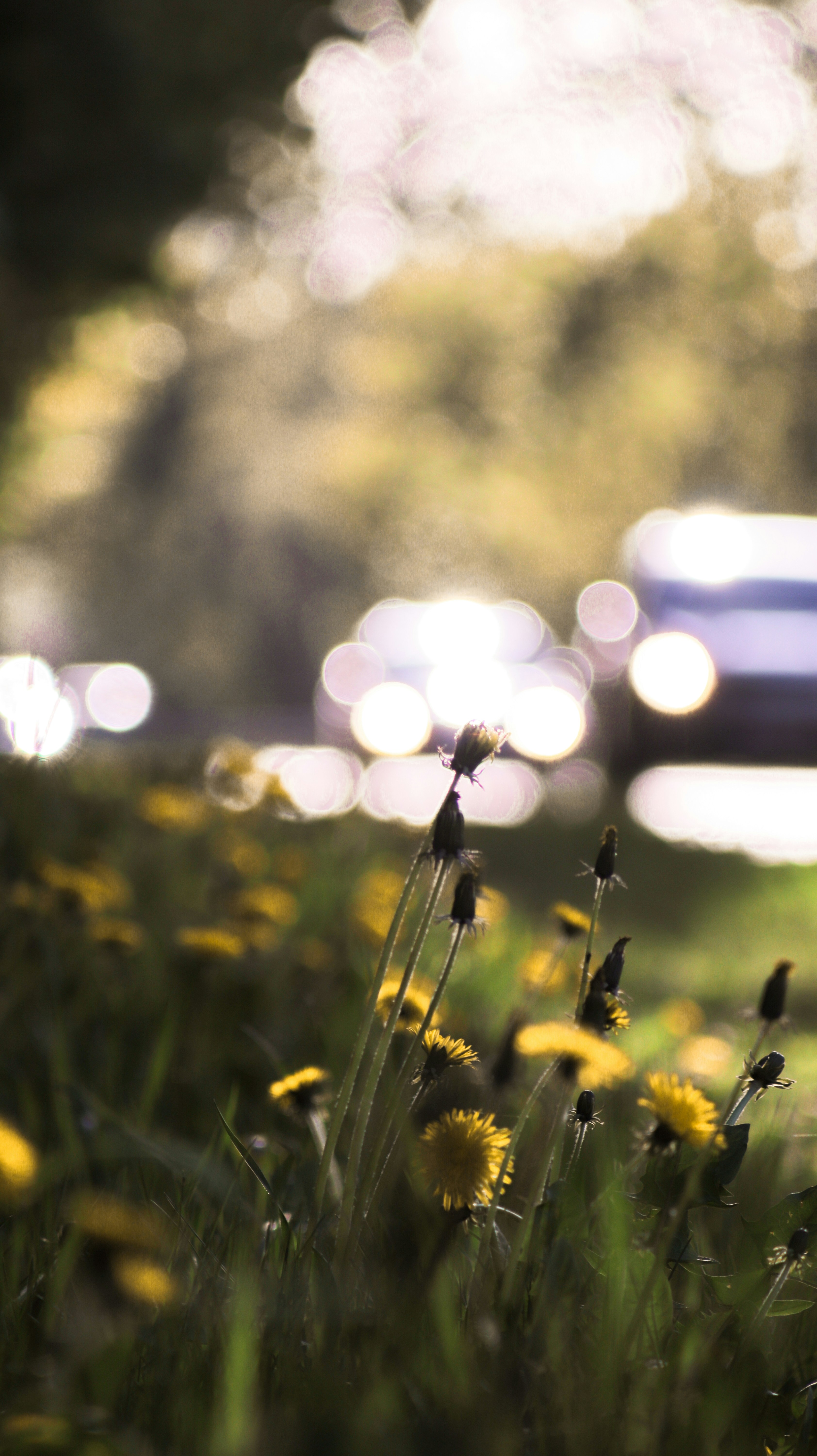 Sunlit Dandelions at the City Edge: Quiet Bloom Amid City Light Bokeh