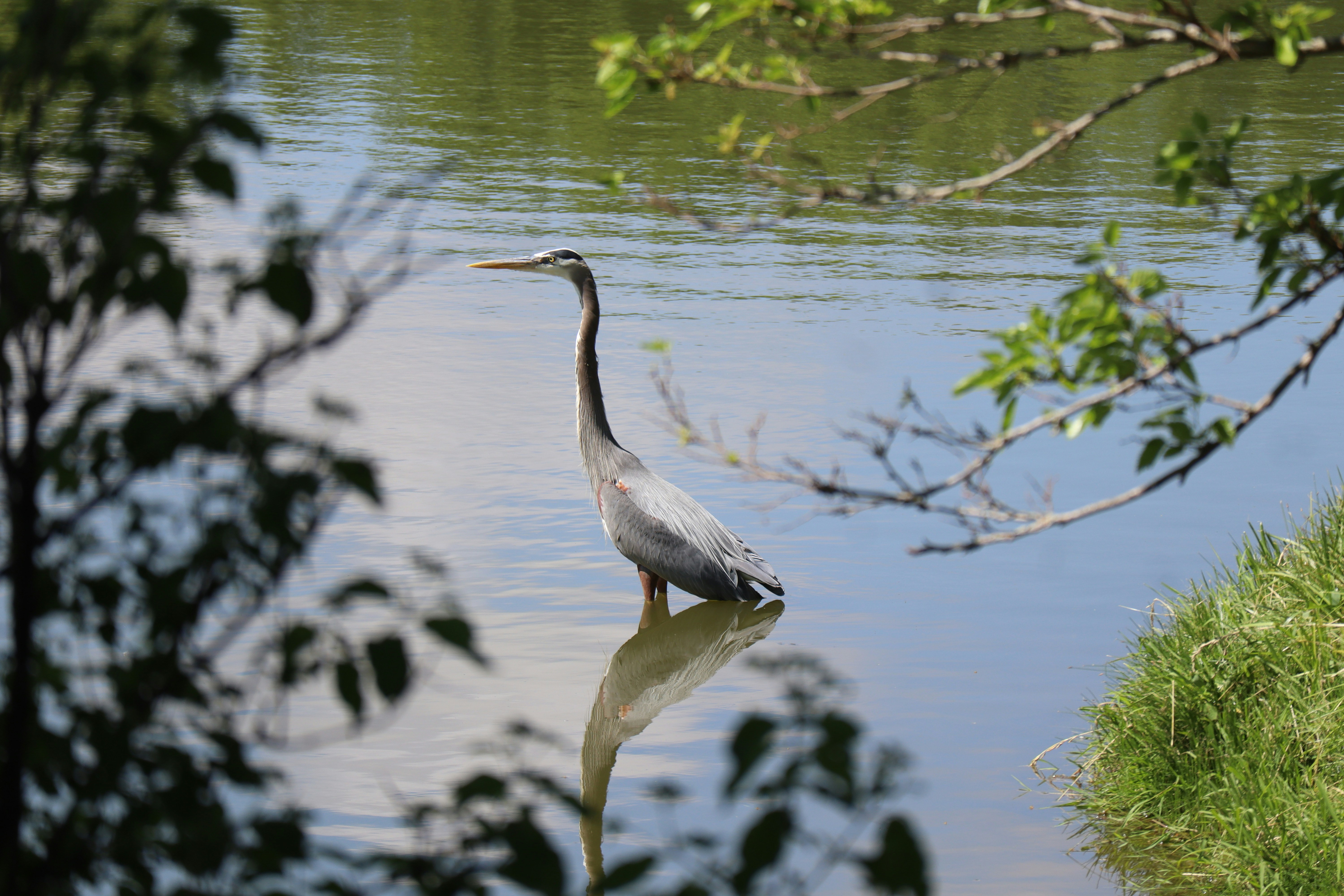 Heron standing gracefully in calm water surrounded by lush greenery.
