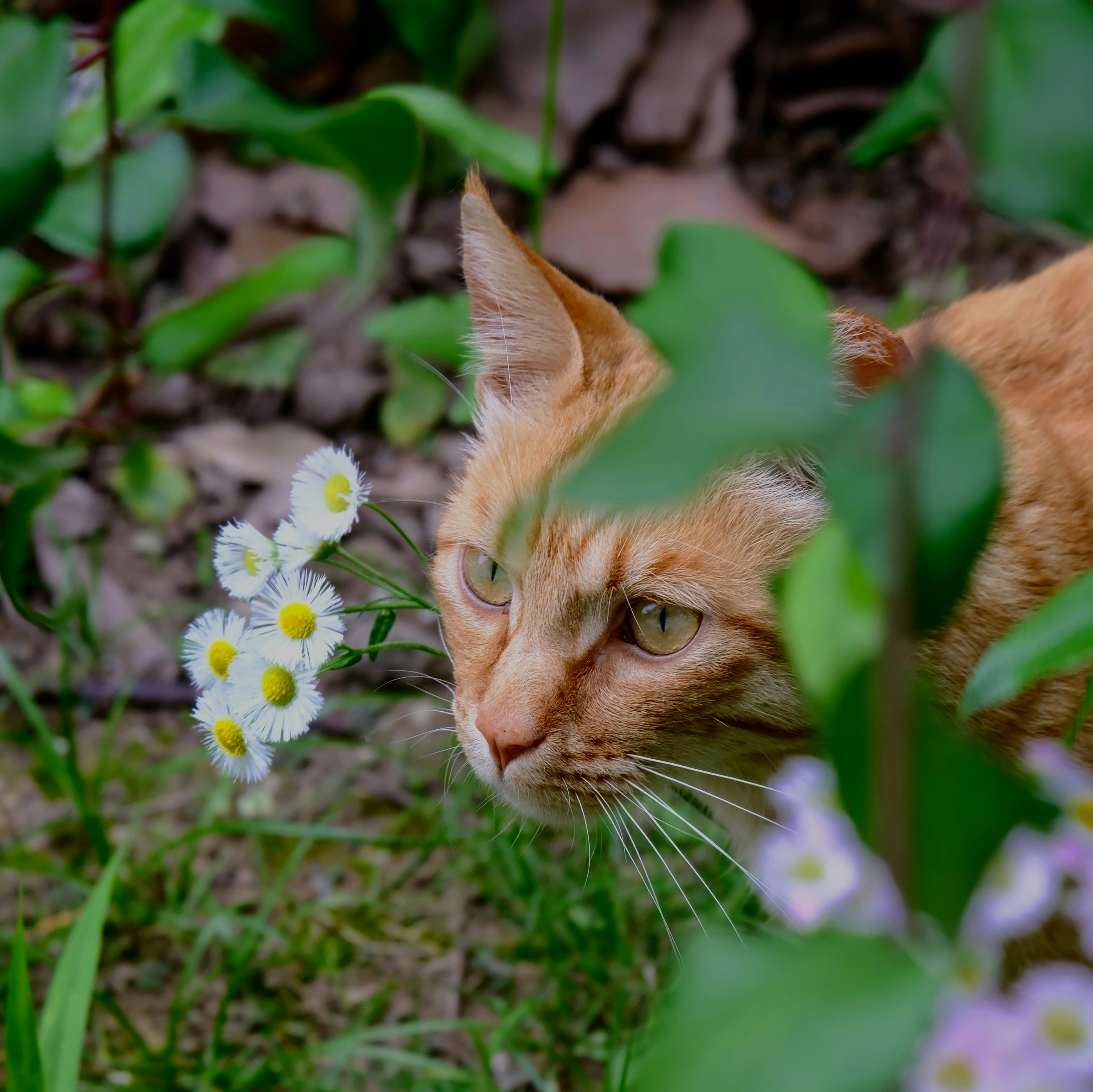 Whiskered Gaze Among Wildflowers