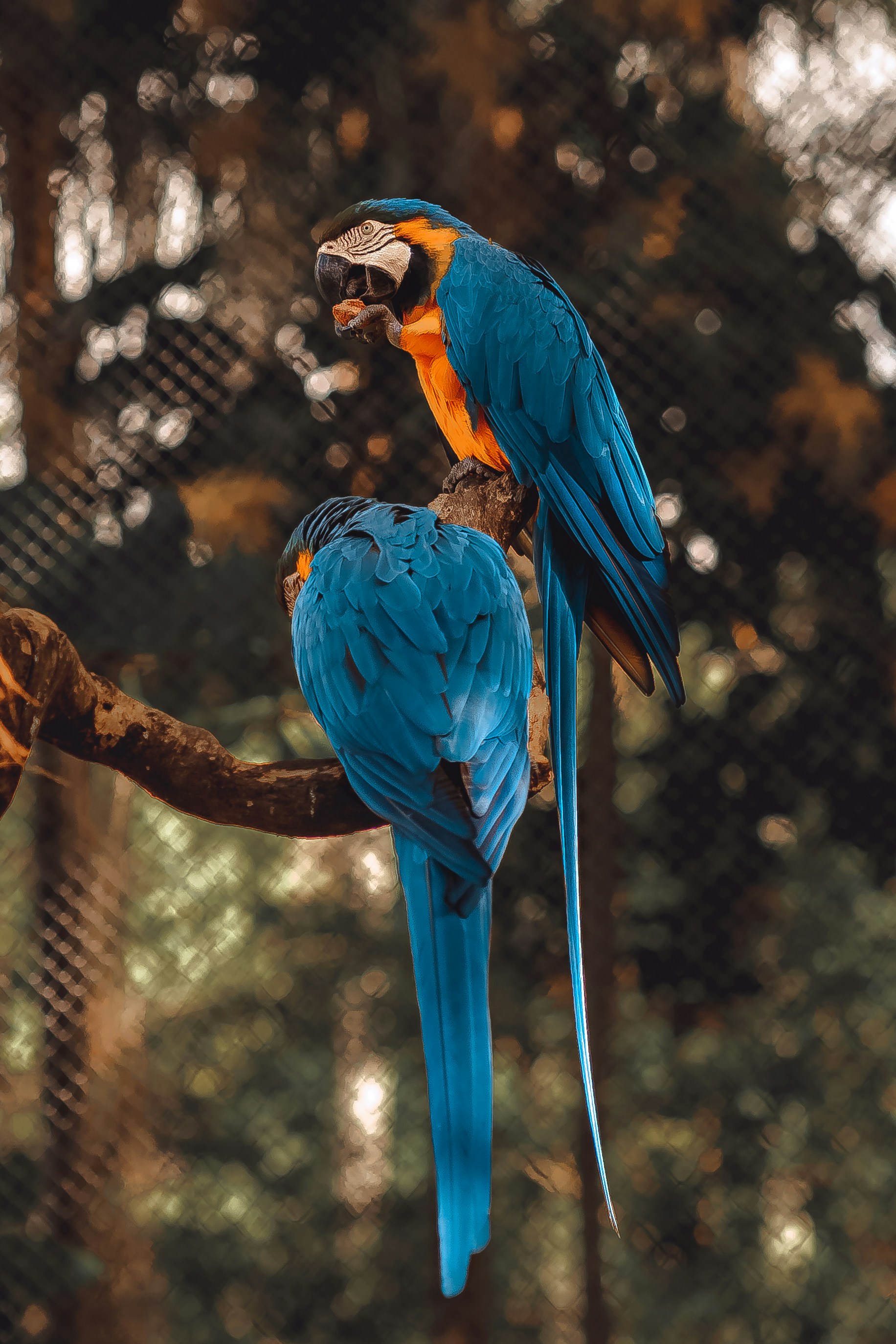 Two blue-and-gold macaws perched on a weathered branch inside an enclosure, with a chain-link backdrop and soft bokeh in the background. The photograph highlights their vivid plumage and companionable pose.