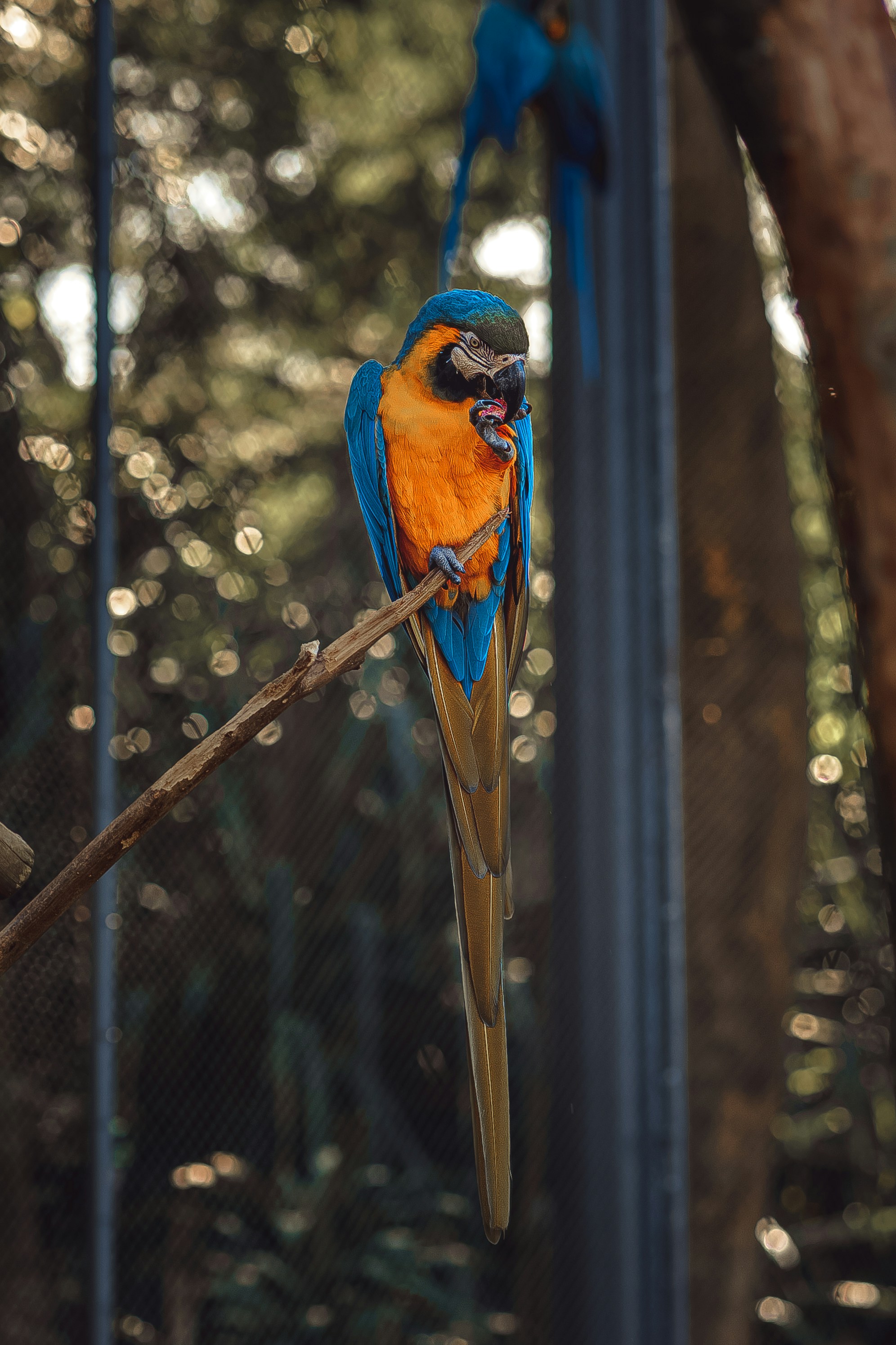 A colorful macaw perched on a branch, showcasing its vivid blue and orange plumage against a softly blurred background. The bird is holding a piece of food, adding to the lively scene.