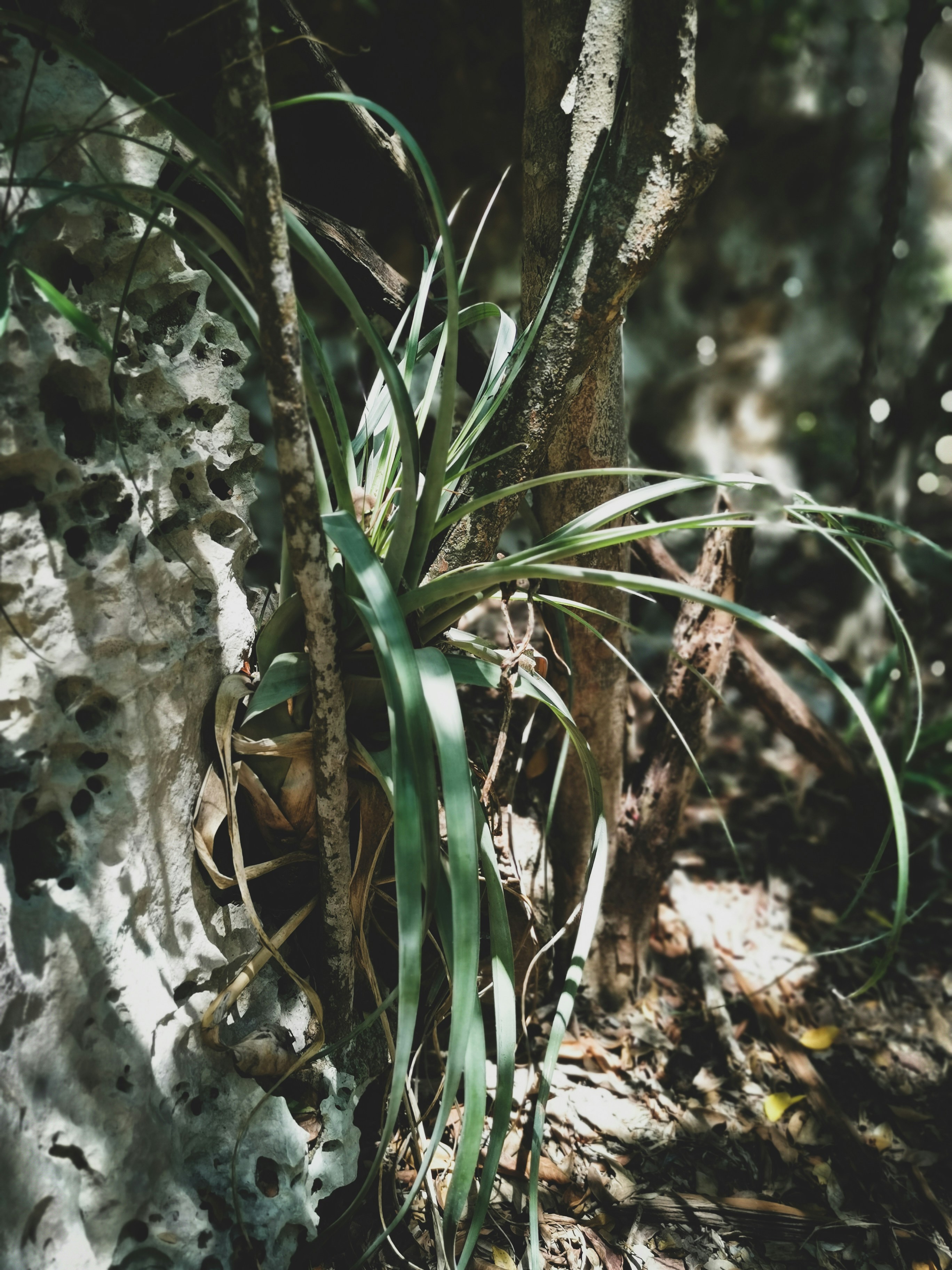 a plant growing out of the ground next to a tree