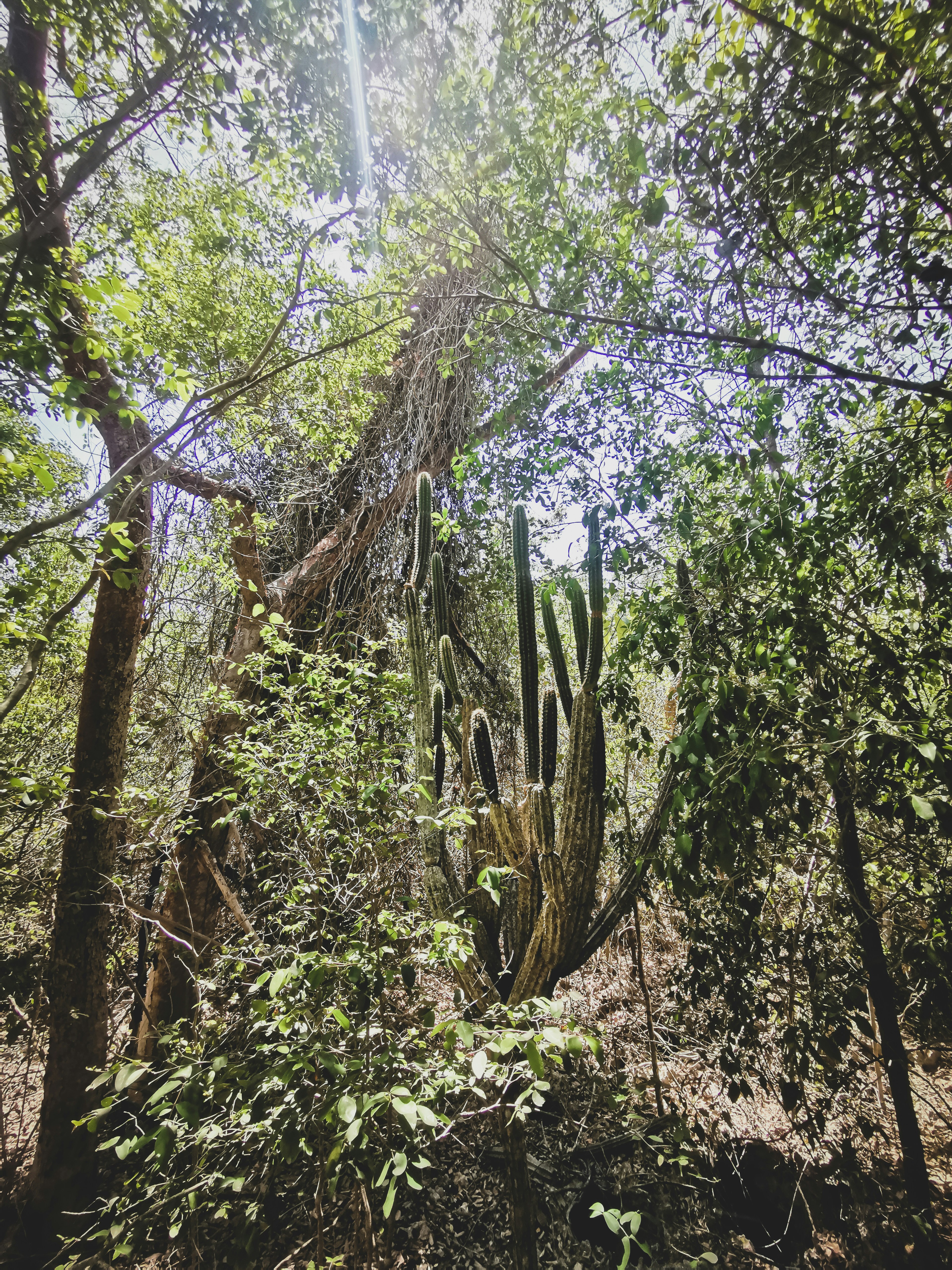 Cuba tropical forest 