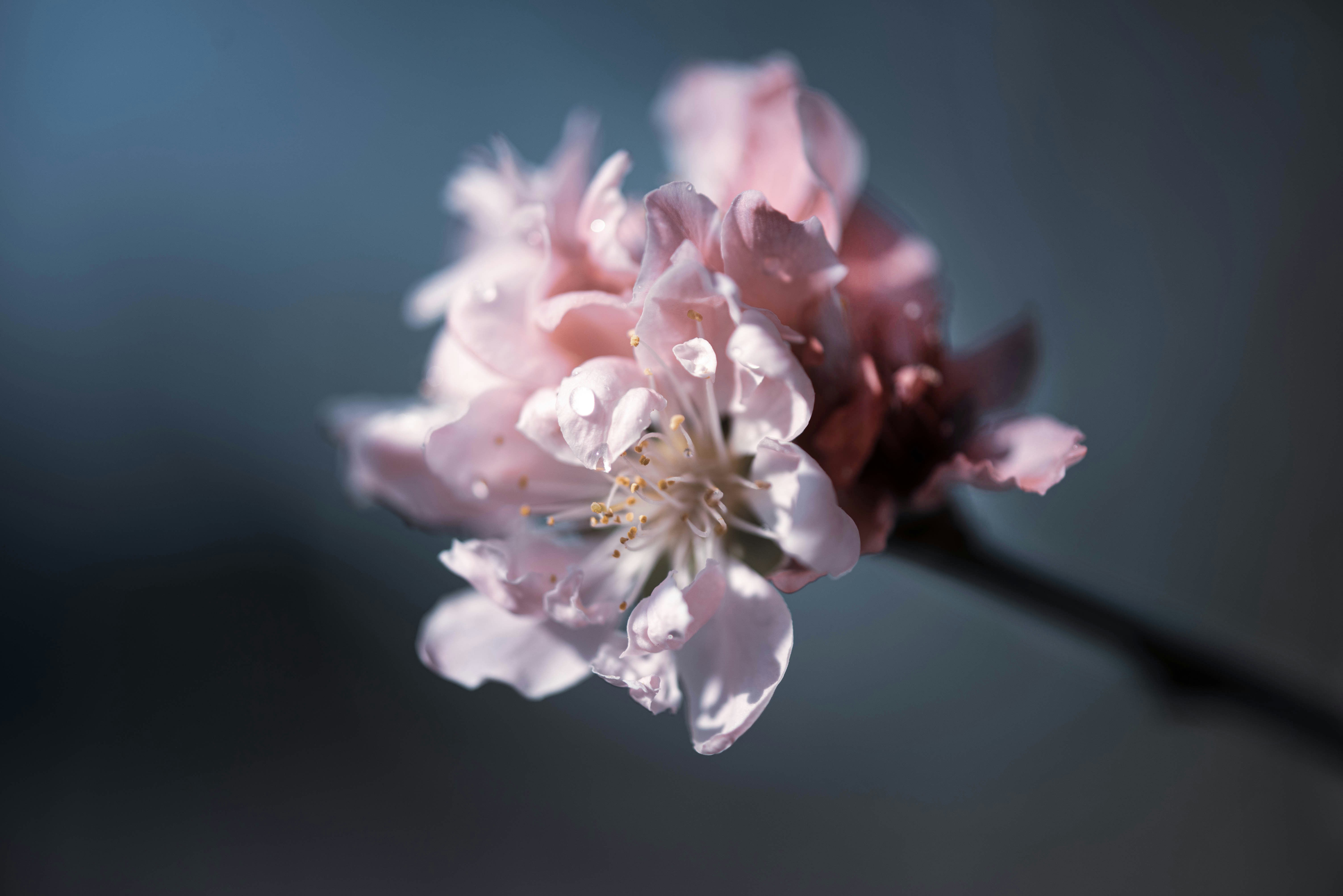 Petal Whispers: a Pink Cherry Blossom in Soft Blue Haze