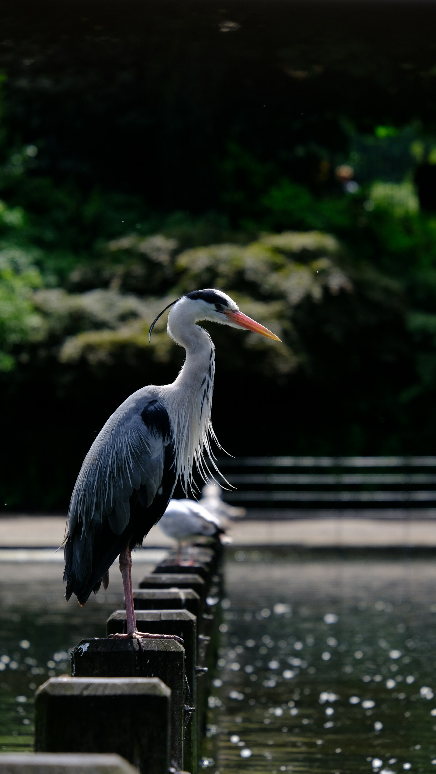Heron on the Post: Evening Silence by the Water